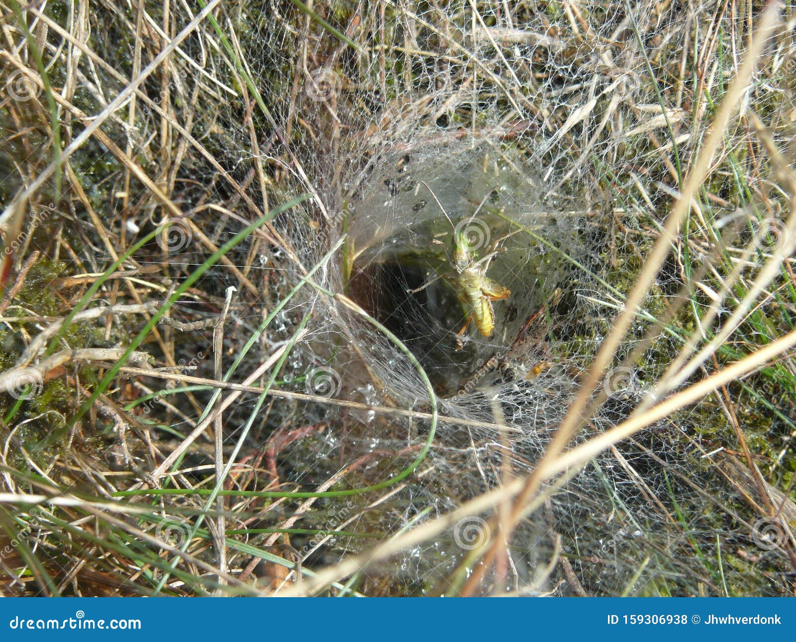 The Intriate Hole of a Funnel Spider with a Grasshopper Stuck in the ...