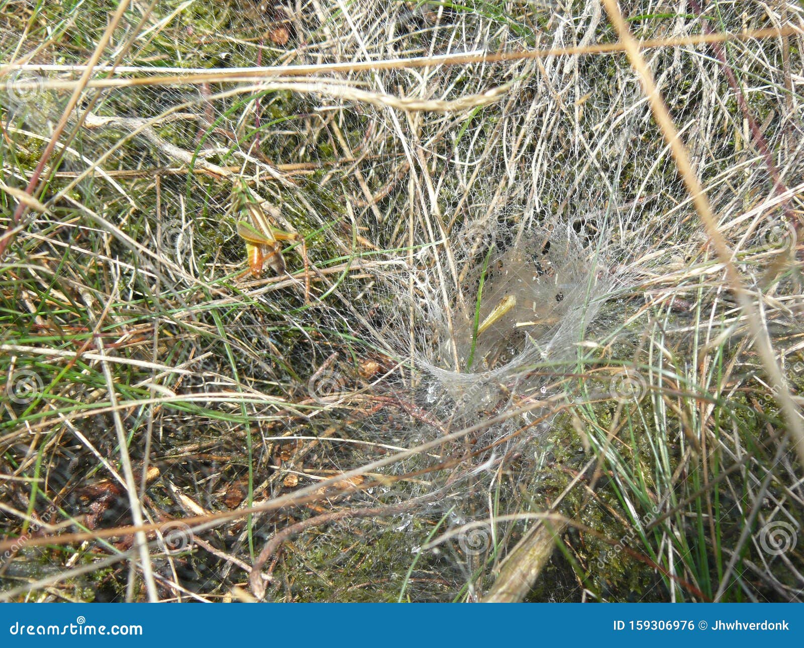 The Intriate Hole of a Funnel Spider with a Grasshopper Stuck in the ...