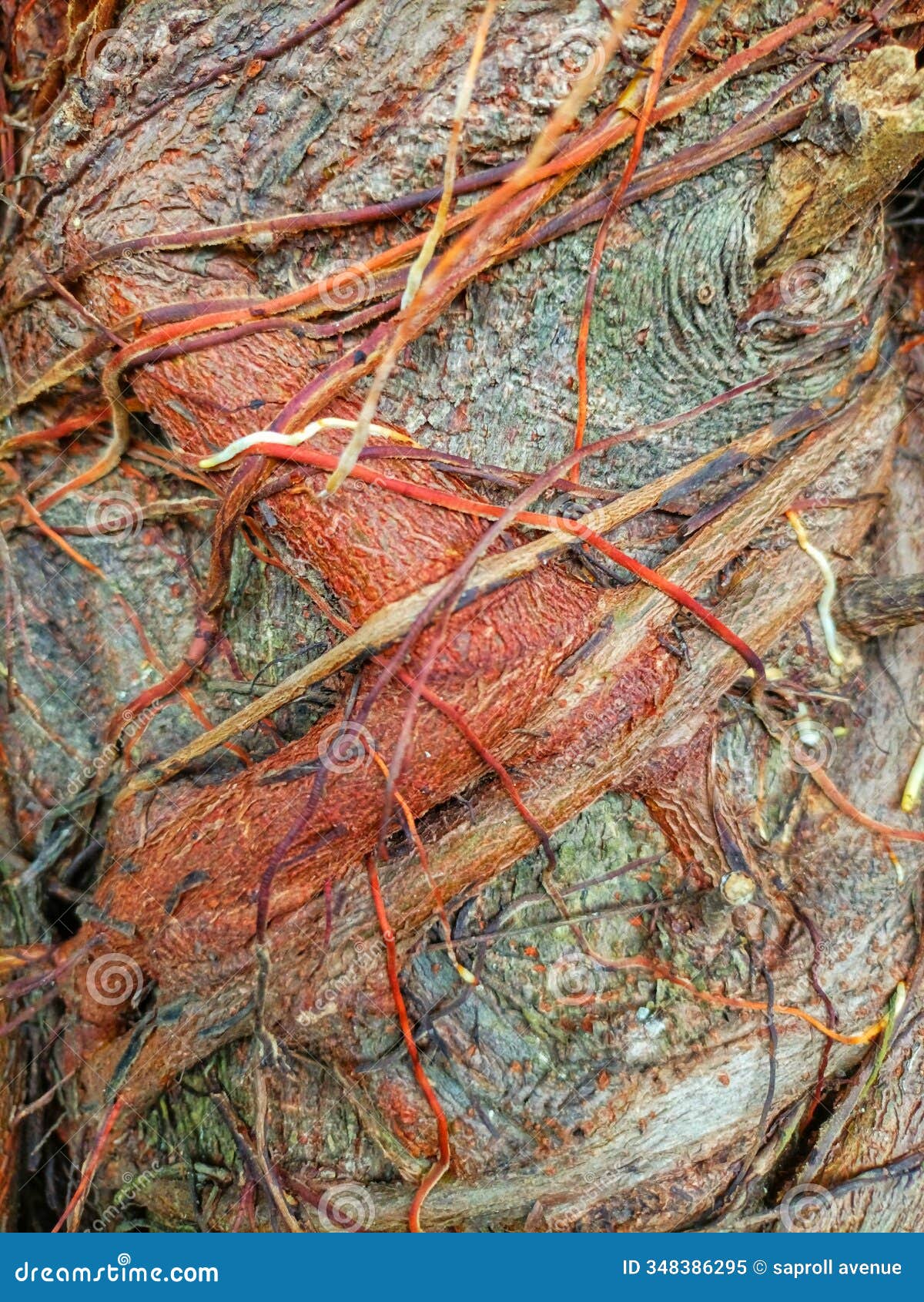 Intricate Aerial Roots of a Towering Tuba Tree Stock Image - Image of ...