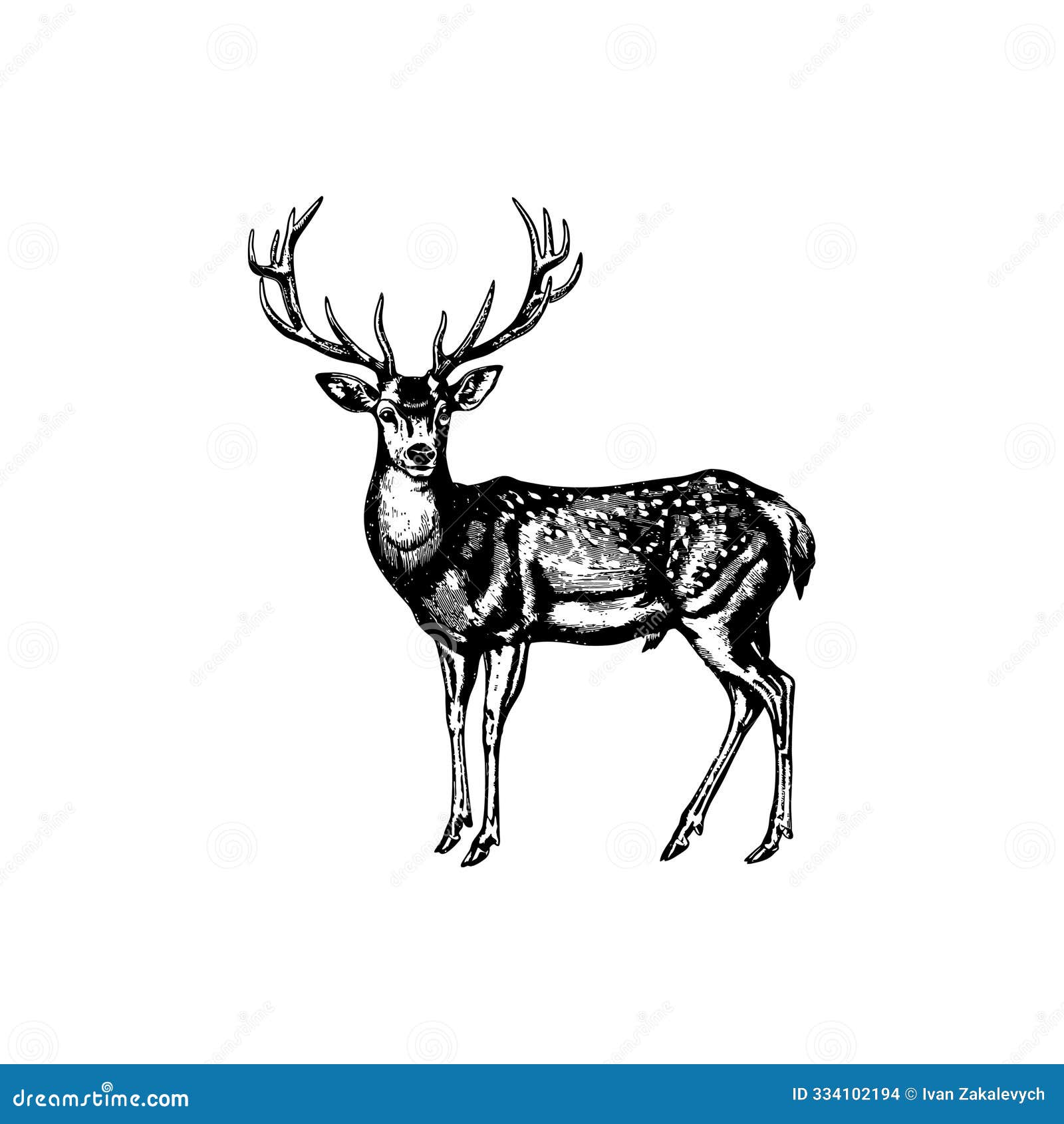 Intricate Black and White Illustration of a Stag with Antlers. Vector ...