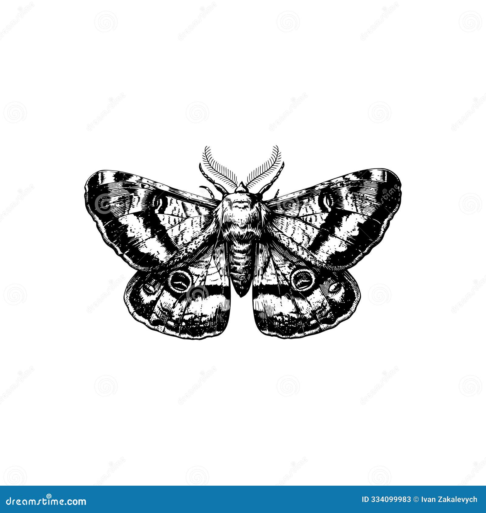 Intricate Black and White Moth Illustration with Detailed Wings. Vector ...