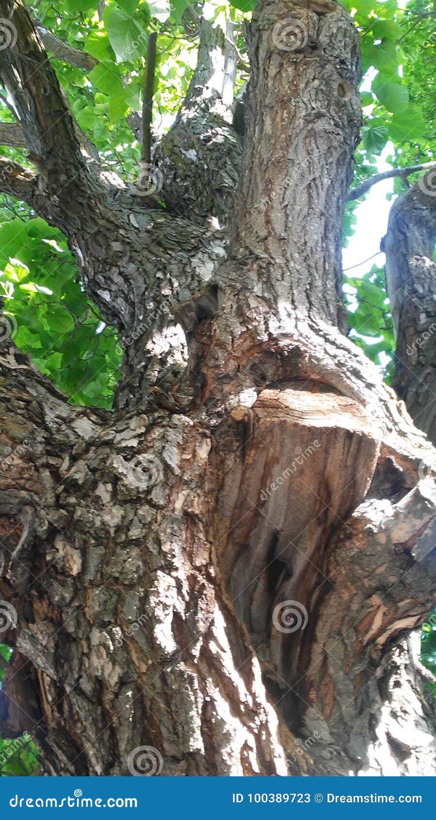 Intricate Complex Natural Beauty Stock Image - Image of beauty ...