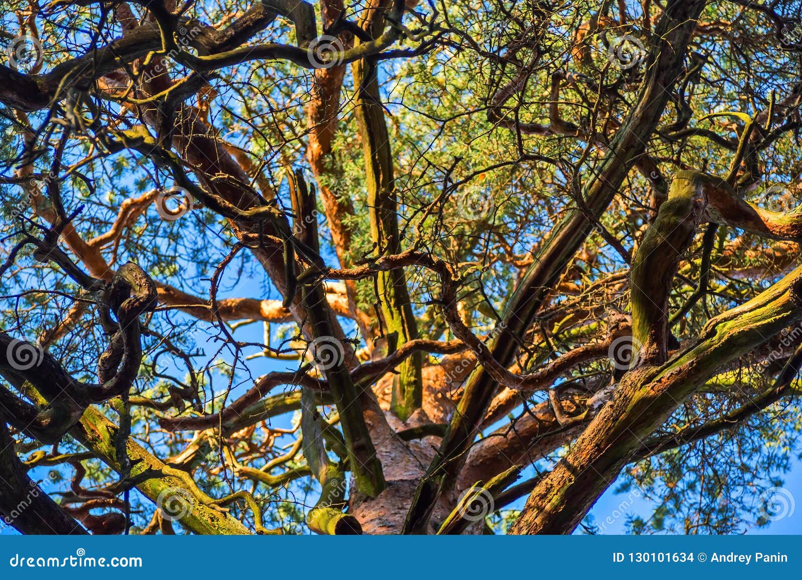 Intricate Curves of the Pine Branches. Stock Photo - Image of pine ...