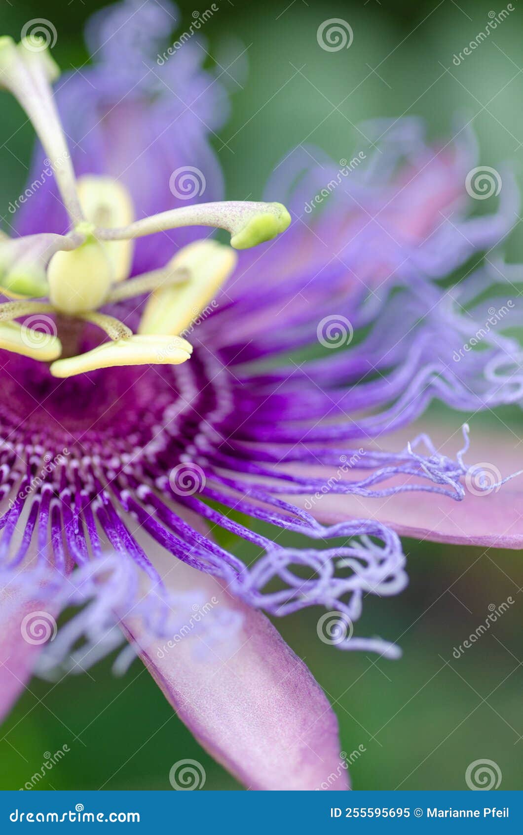Closeup of a Passionflower Bloom. Stock Image - Image of nature, color ...