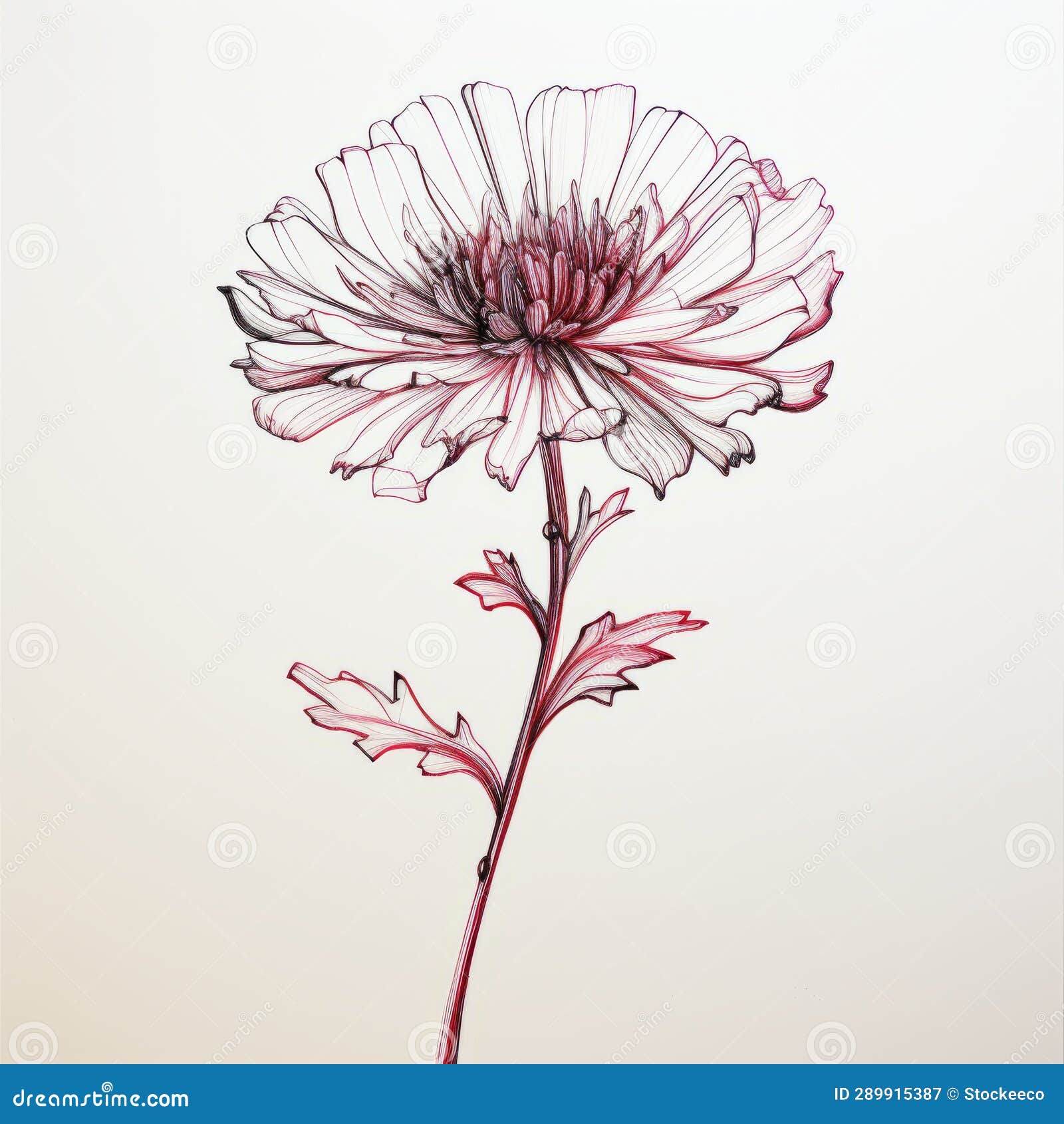 Intricate Floral Illustration: a Continuous Line Drawing of an Aster ...