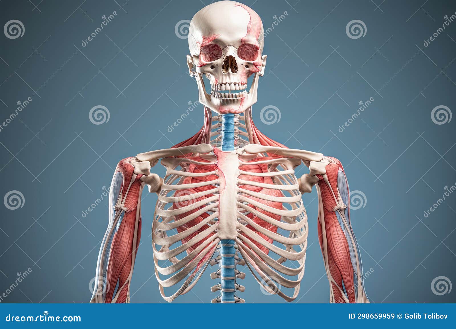 A Human Skeleton is Shown with Muscles Highlighted Created with ...