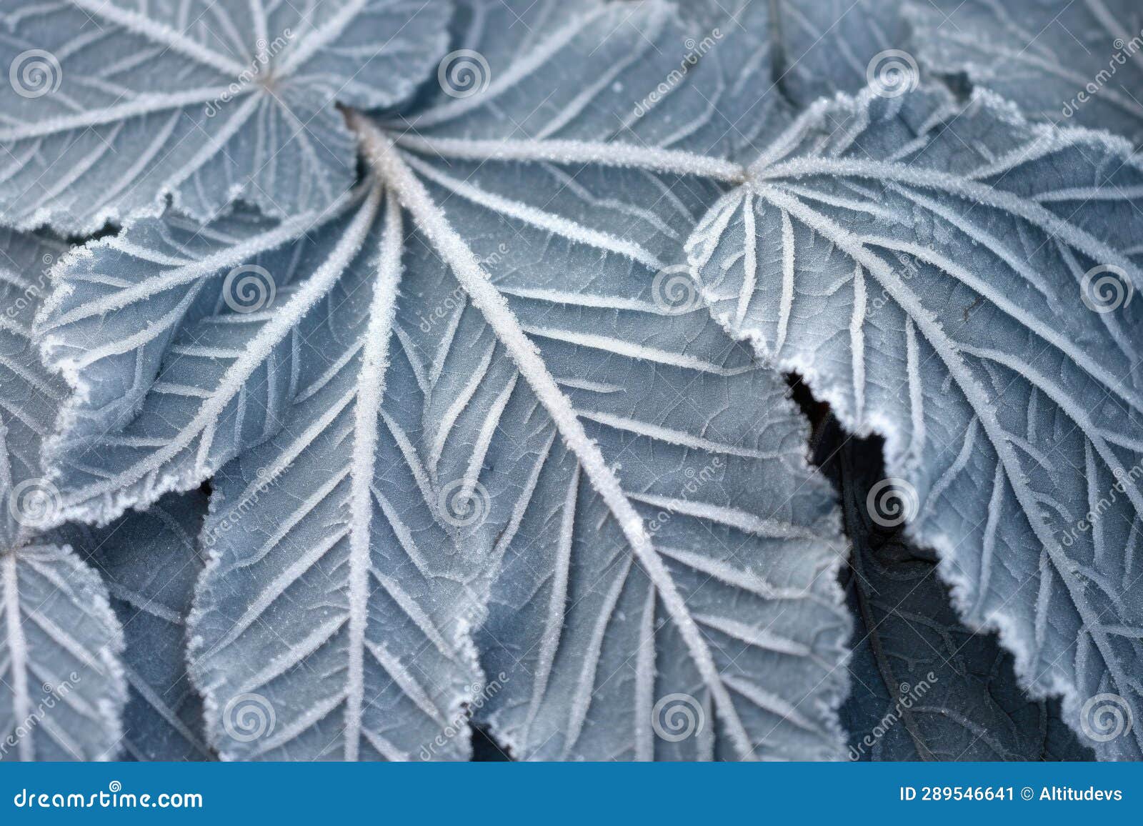 Intricate Frost Patterns on a Leafs Surface Stock Image - Image of ...