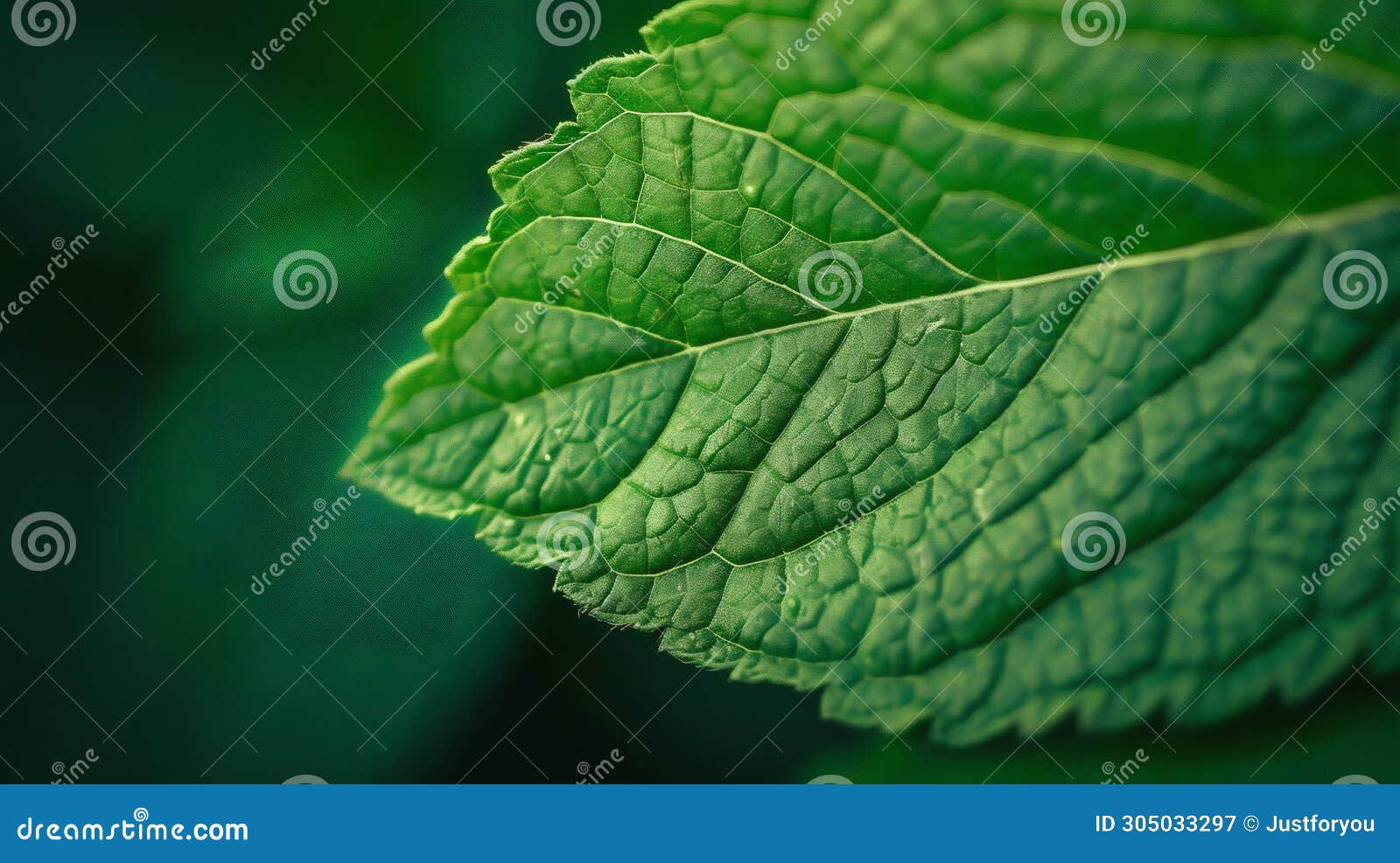 Intricate Green Circle Wall Sculpture: Nature-inspired Installation At ...