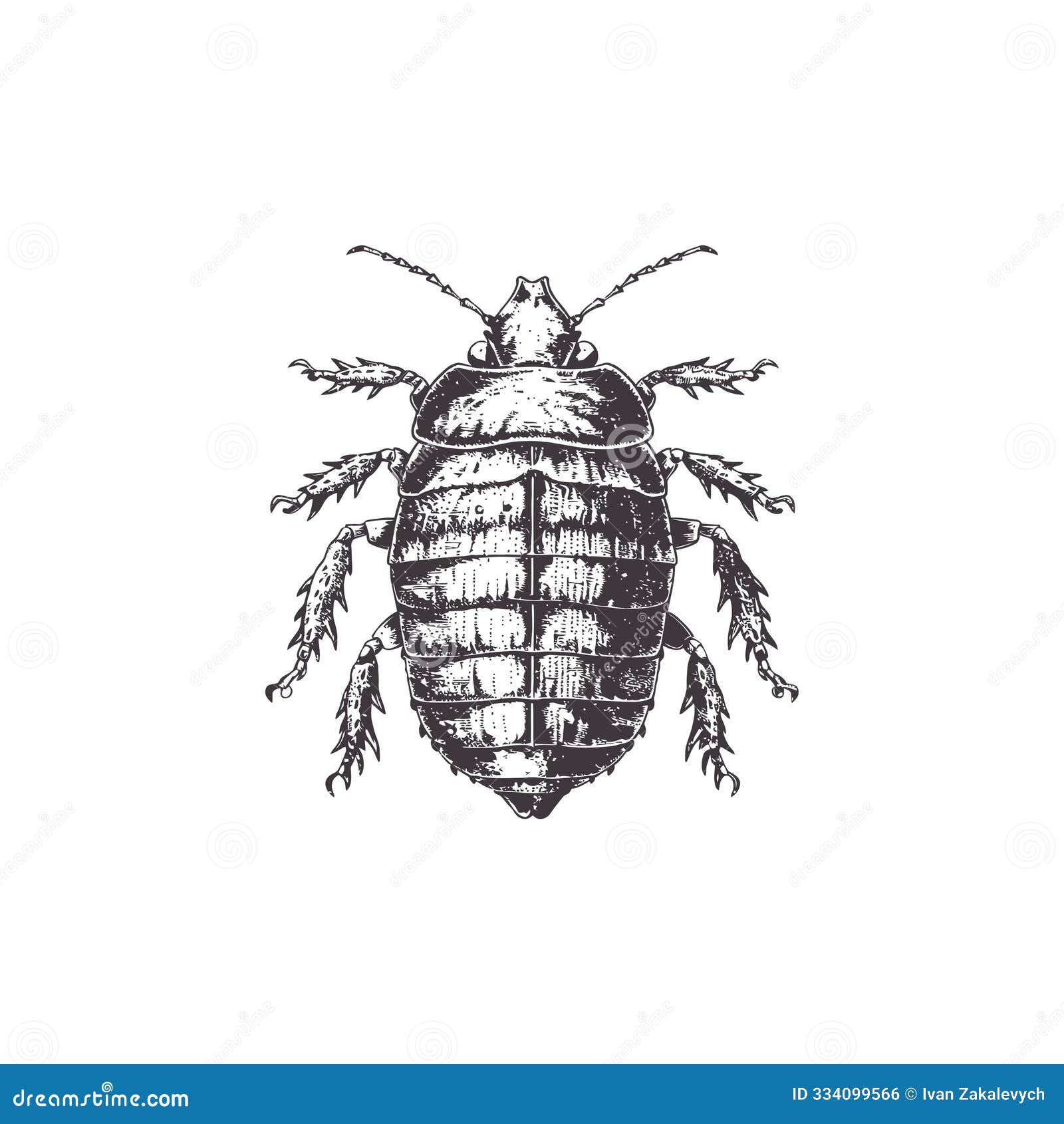 Intricate Hand-drawn Bed Bug. Vector Illustration Design Stock ...