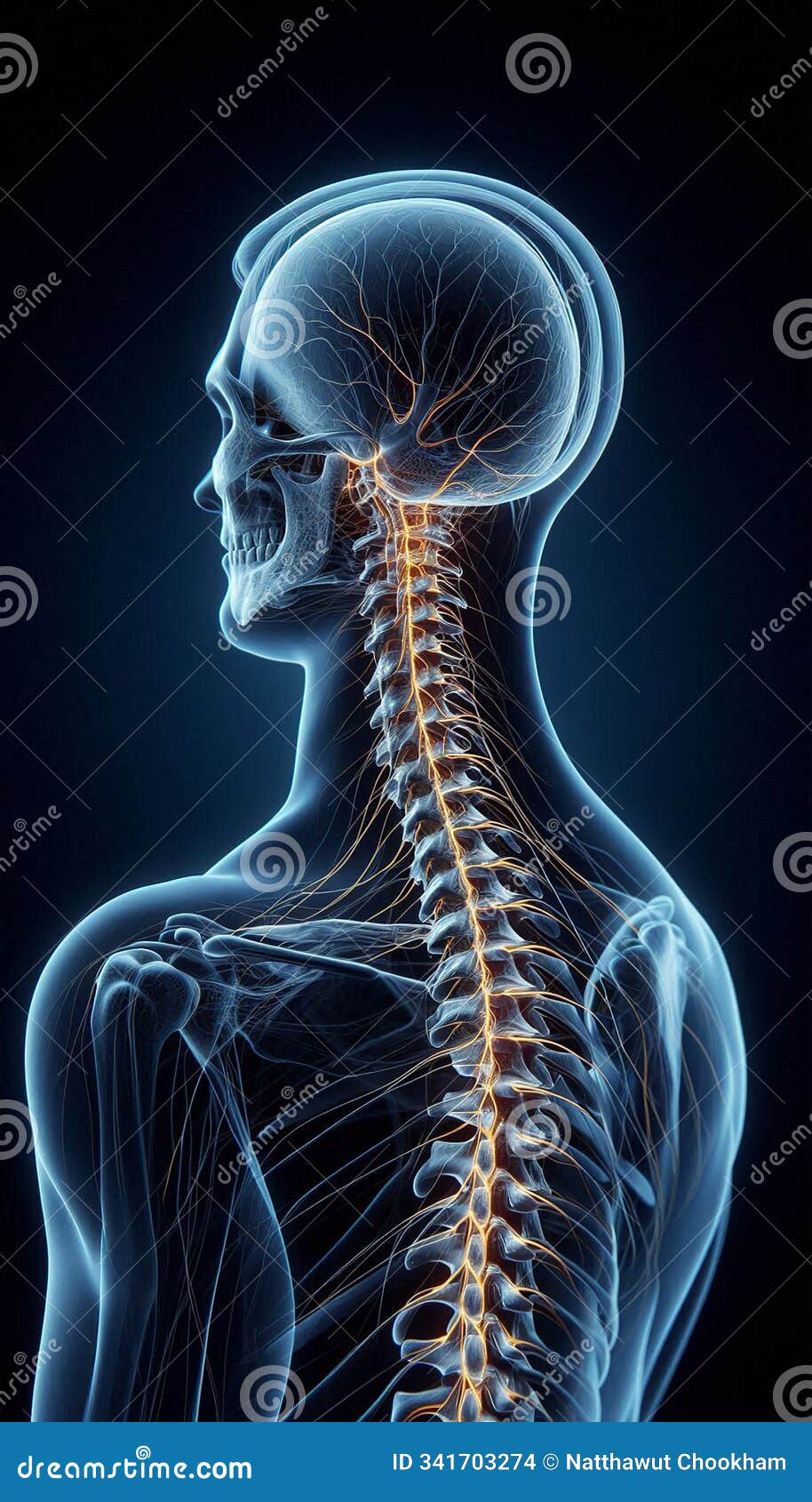 Human Anatomy Spine and Nervous System Illustration Stock Illustration ...