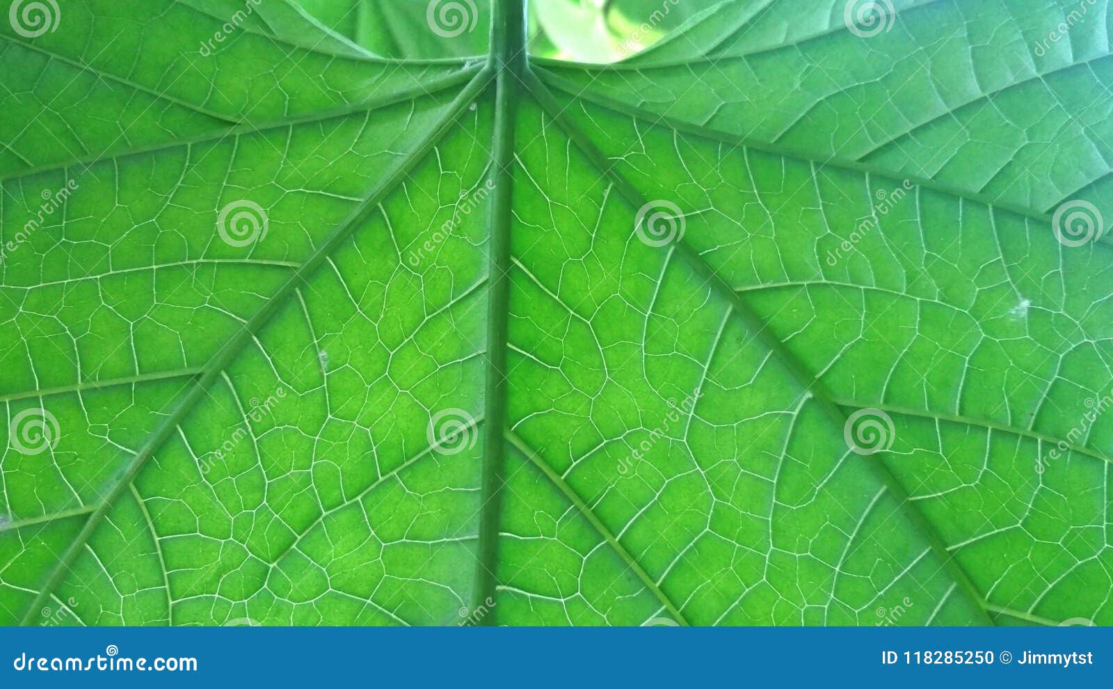 Leaf veins and capillaries stock photo. Image of garden - 118285250 Leaf veins and capillaries stock photo. Image of garden - 118285250