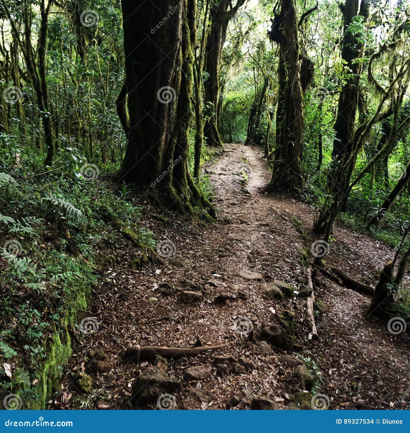 Intricate Paths in Tropical Vegetation Stock Photo - Image of ...