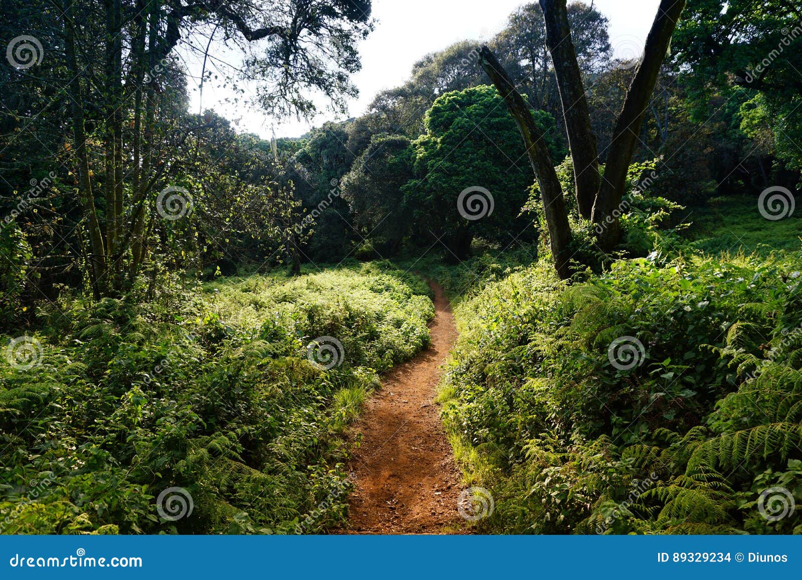 Intricate Paths in Tropical Vegetation Stock Photo - Image of thicket ...