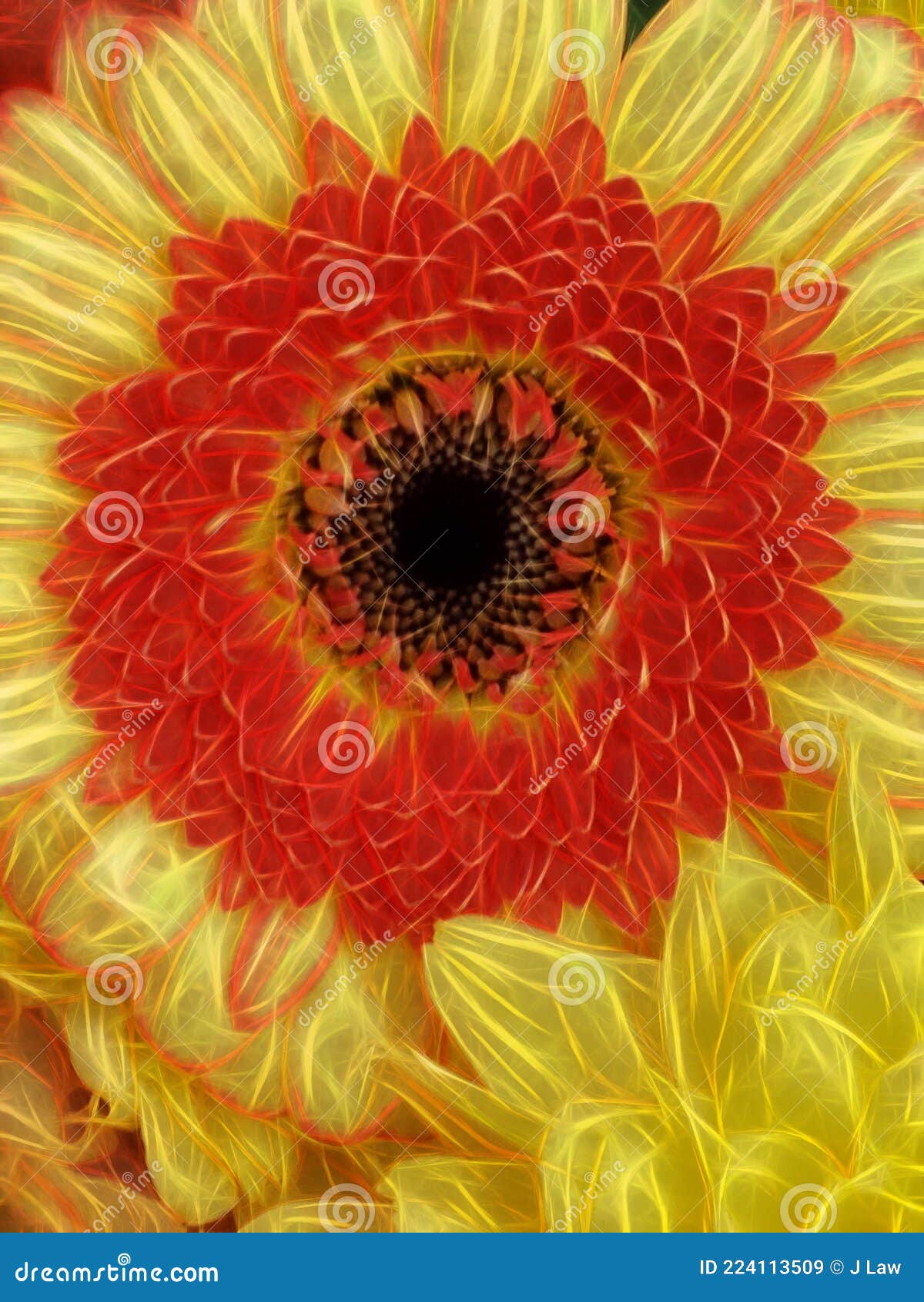 Glowing Bright Yellow and Red Daisy with a Dark Coloured Center Stock ...