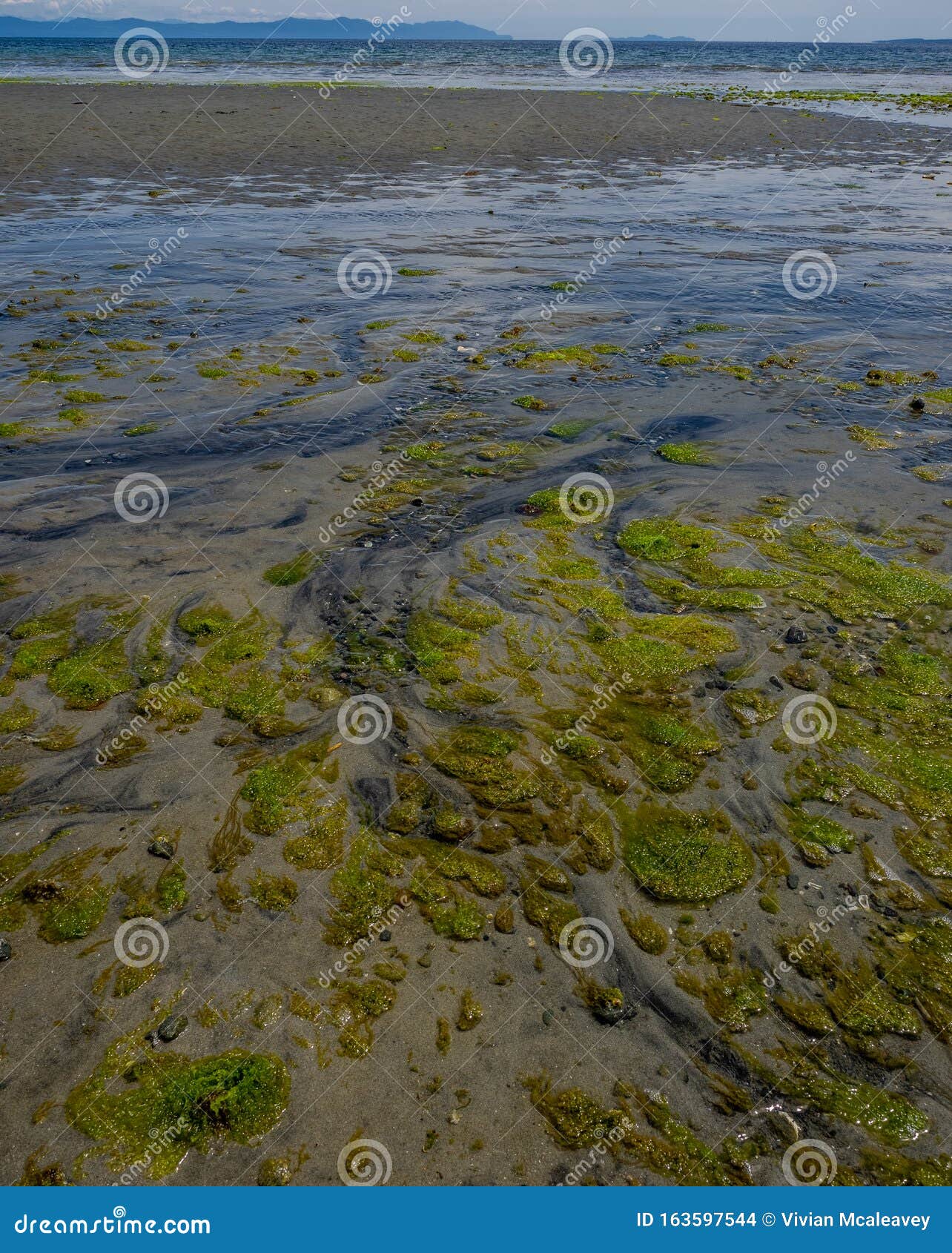 Intricate Pattern on Tidal Flat Stock Photo - Image of island, comox ...