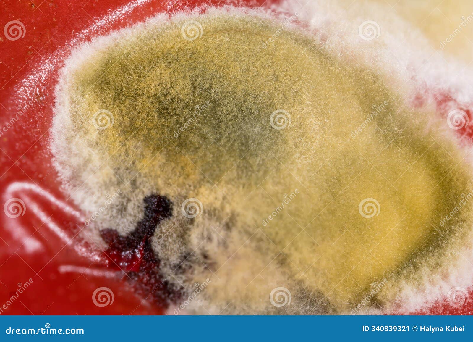 Intricate Patterns of Mold Growth on Tomato Skin Stock Image - Image of ...