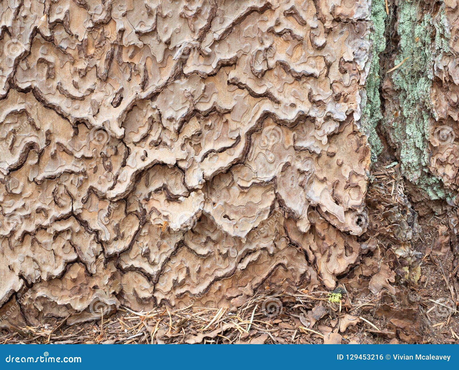 Intricate tree bark stock photo. Image of green, brown - 129453216