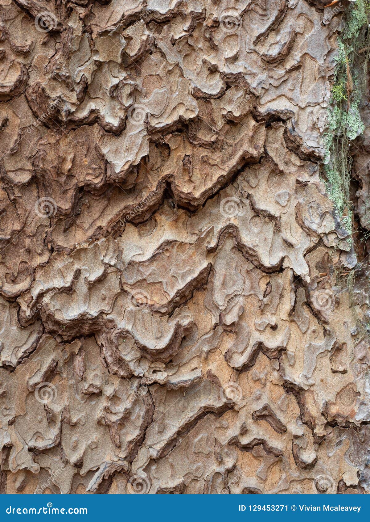 Intricate tree bark stock image. Image of intricate - 129453271