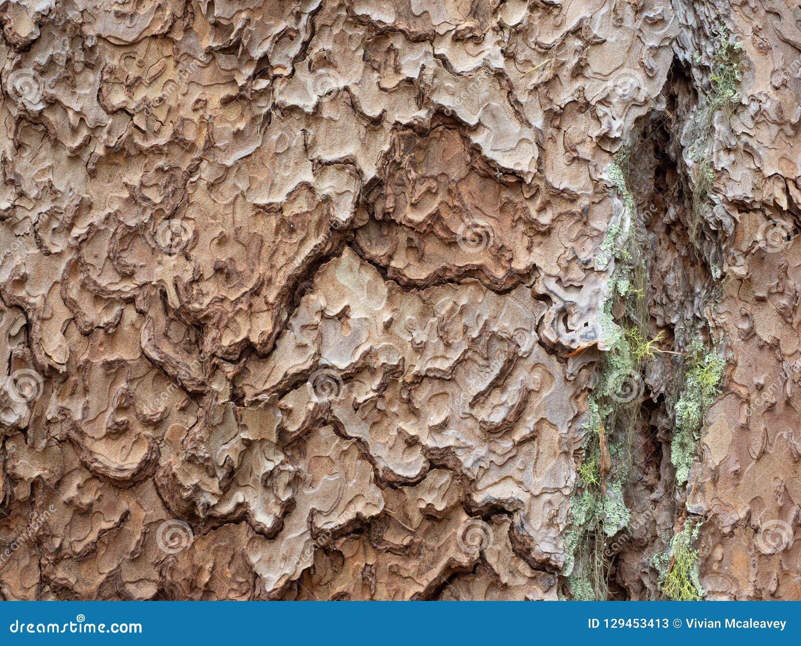 Intricate tree bark stock image. Image of brown, puzzle - 129453413