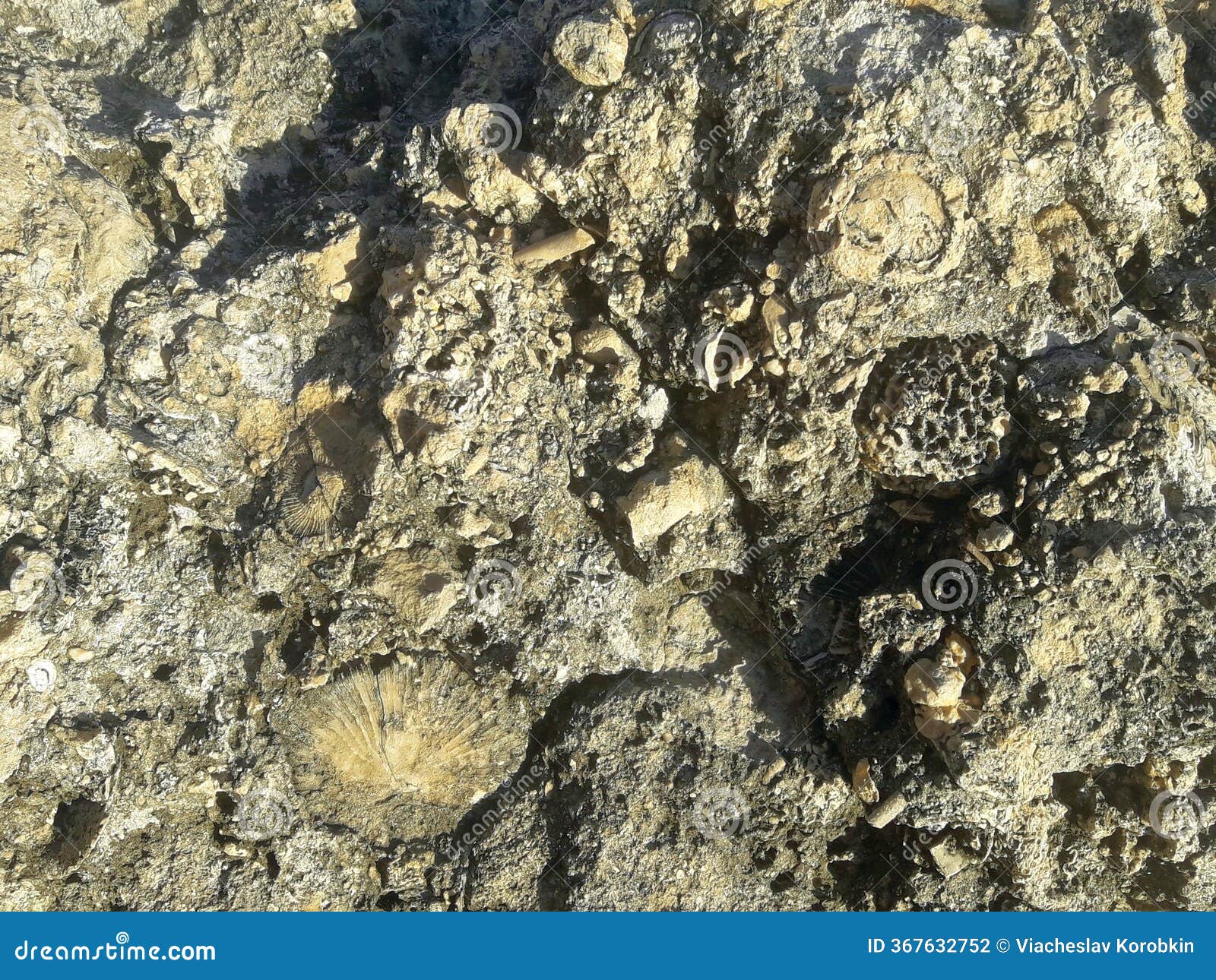 Fossilized Shells,Paracas, Peru Stock Photo | CartoonDealer.com #62947644