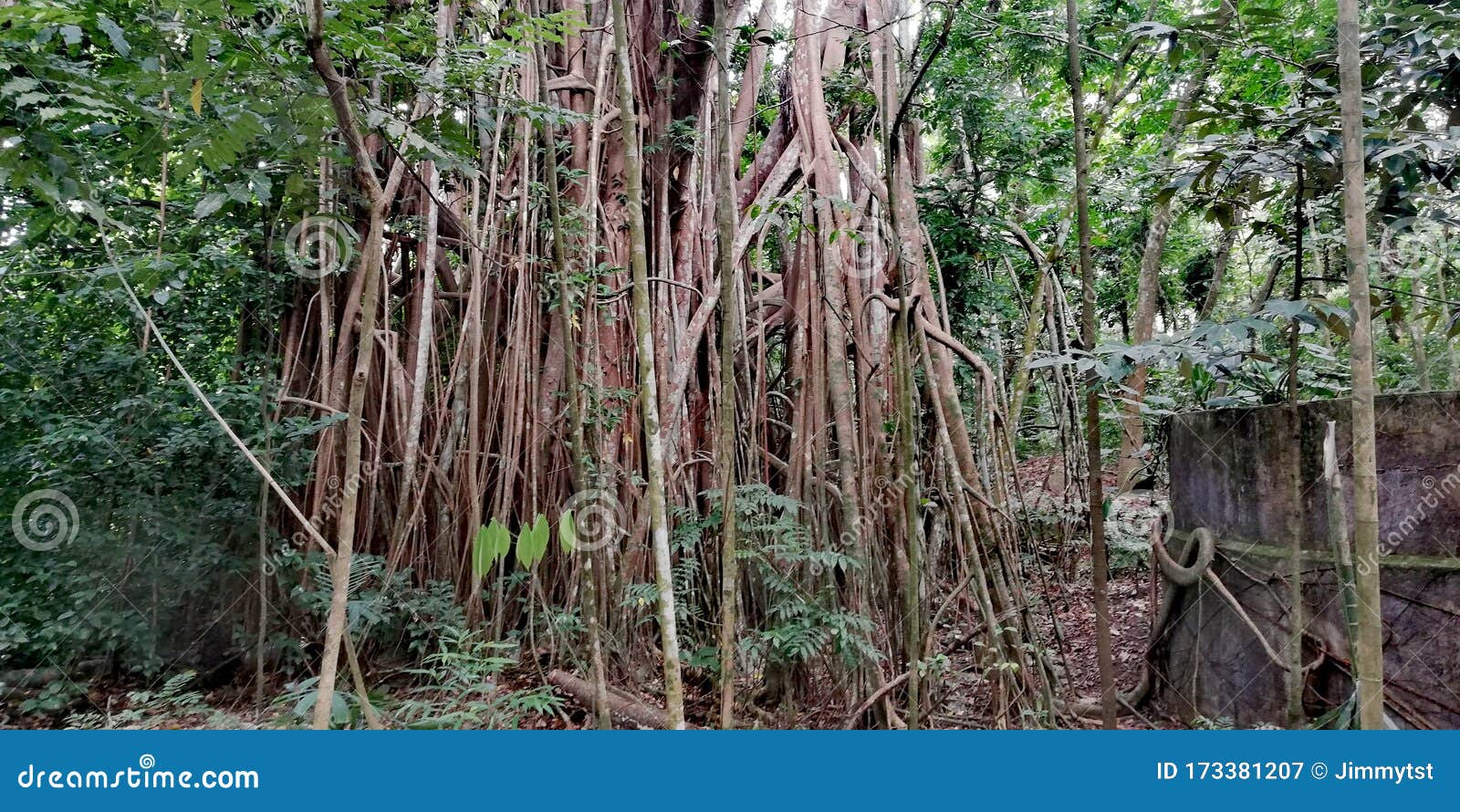 Intricate Root System of Fig Trees Stock Image - Image of tropical ...