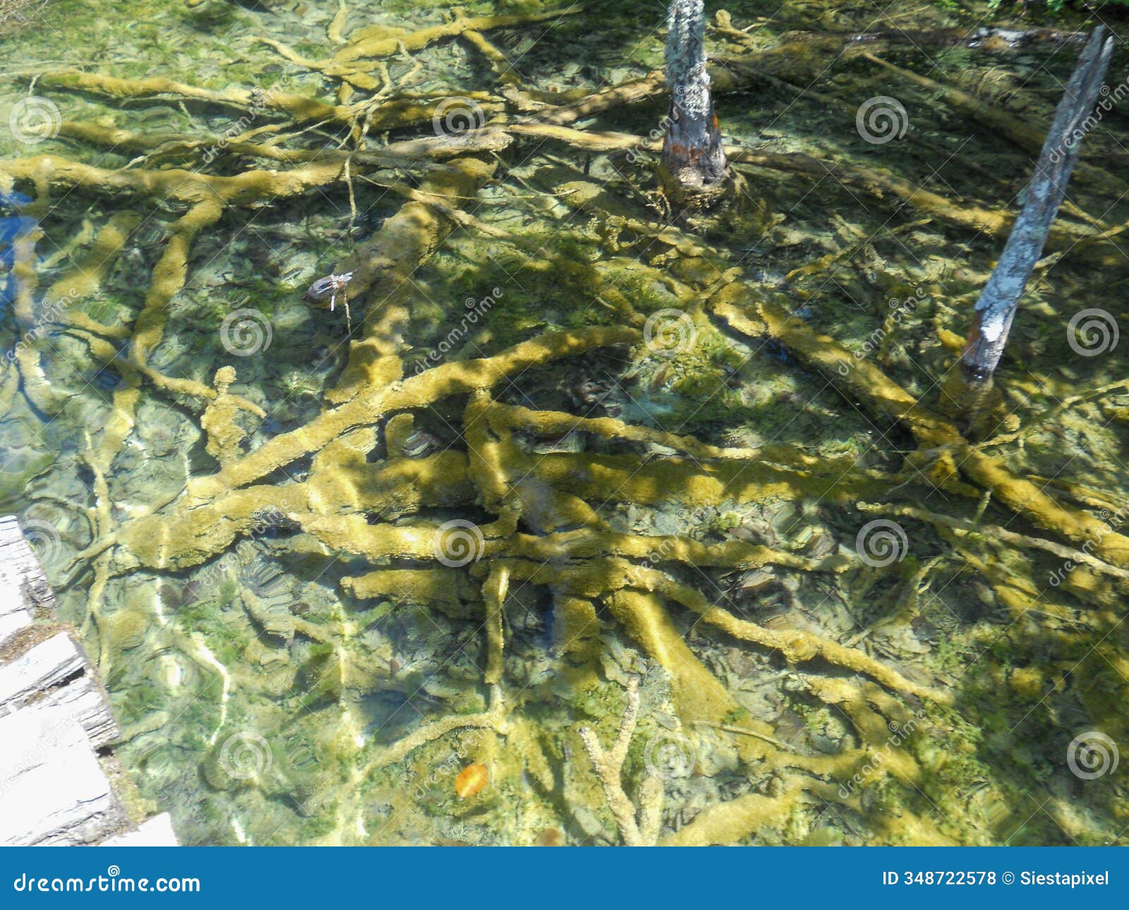 Intricate Root System Visible in Clear Water Stock Photo - Image of ...