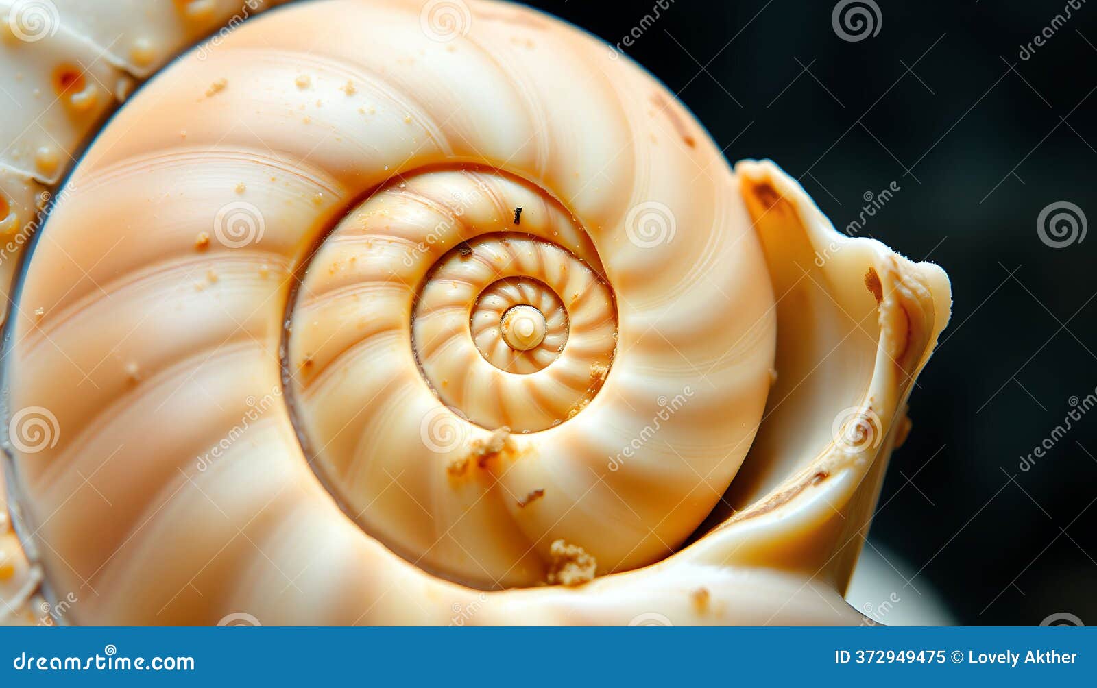 Seashell Spiral Pattern, Nautilus Shell Close,up, Fibonacci Sequence ...