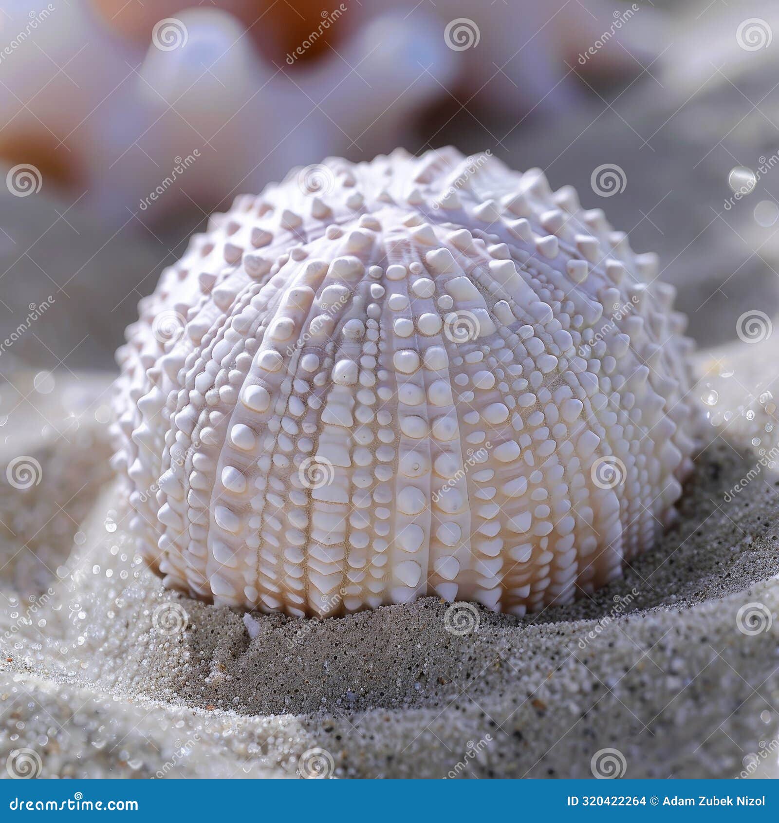 Intricate Seashell Texture on Sandy Beach Stock Illustration ...