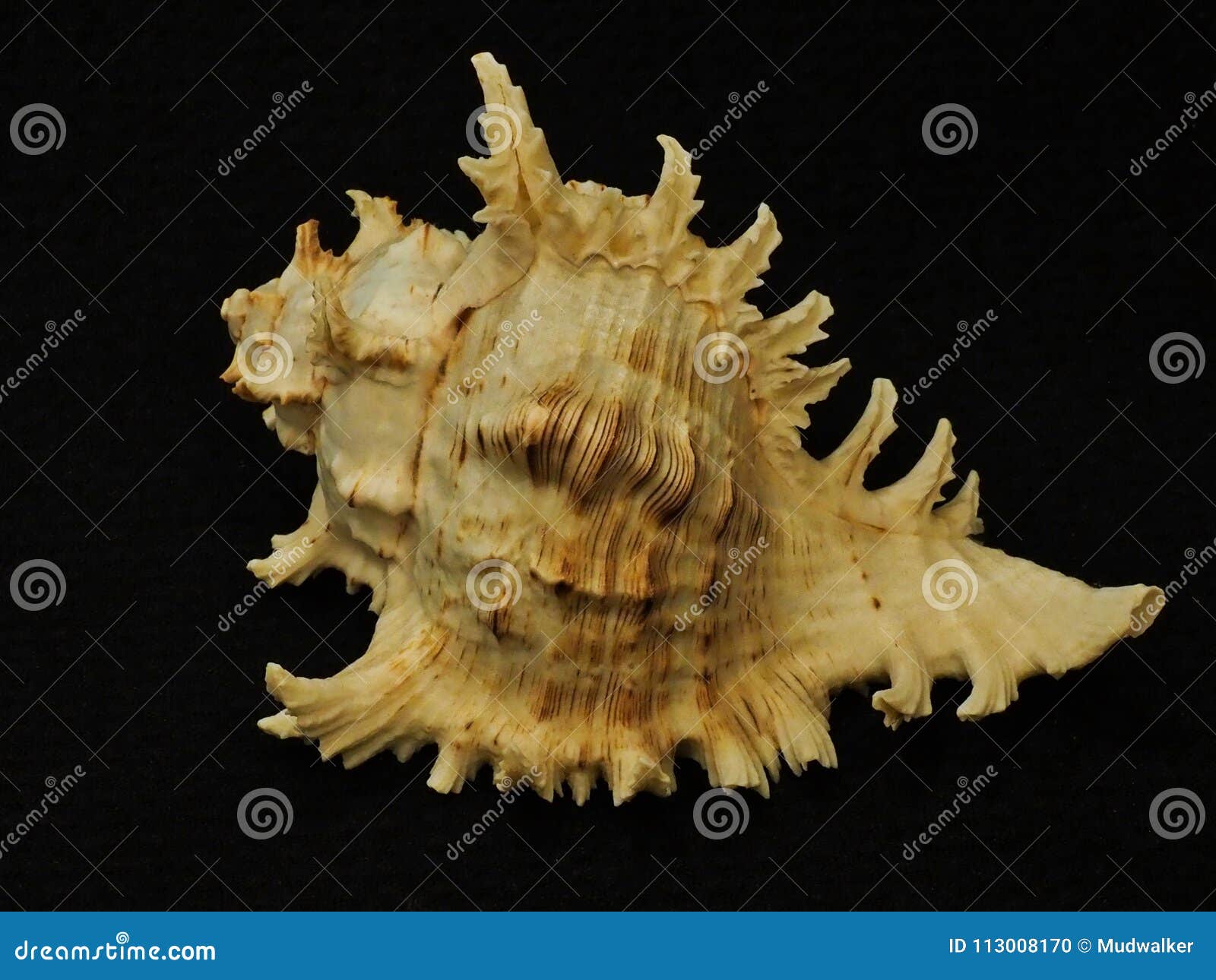 Seashell on Black stock photo. Image of markings, background - 113008170