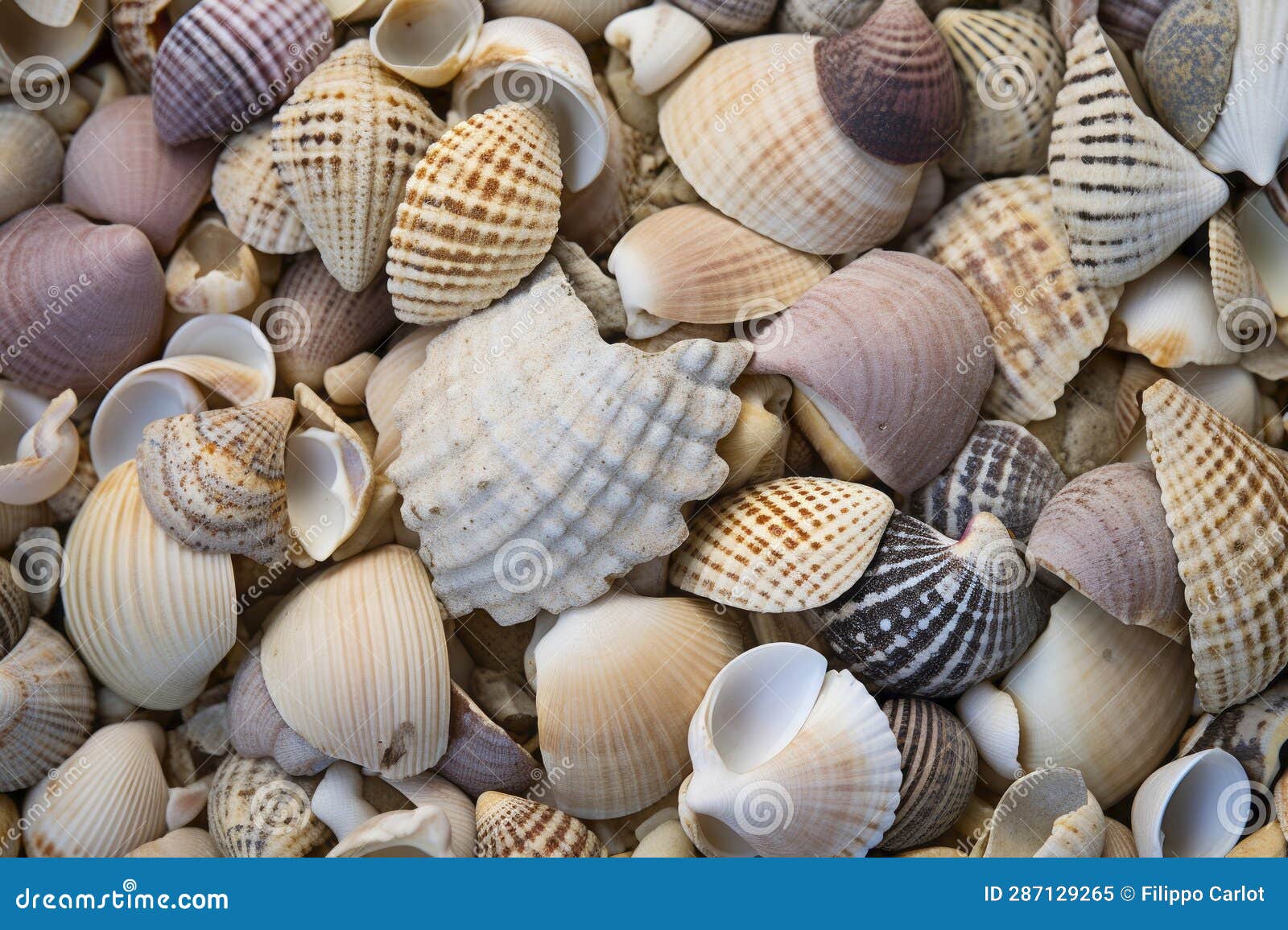 Intricate Shell Surface stock image. Image of curve - 287129265