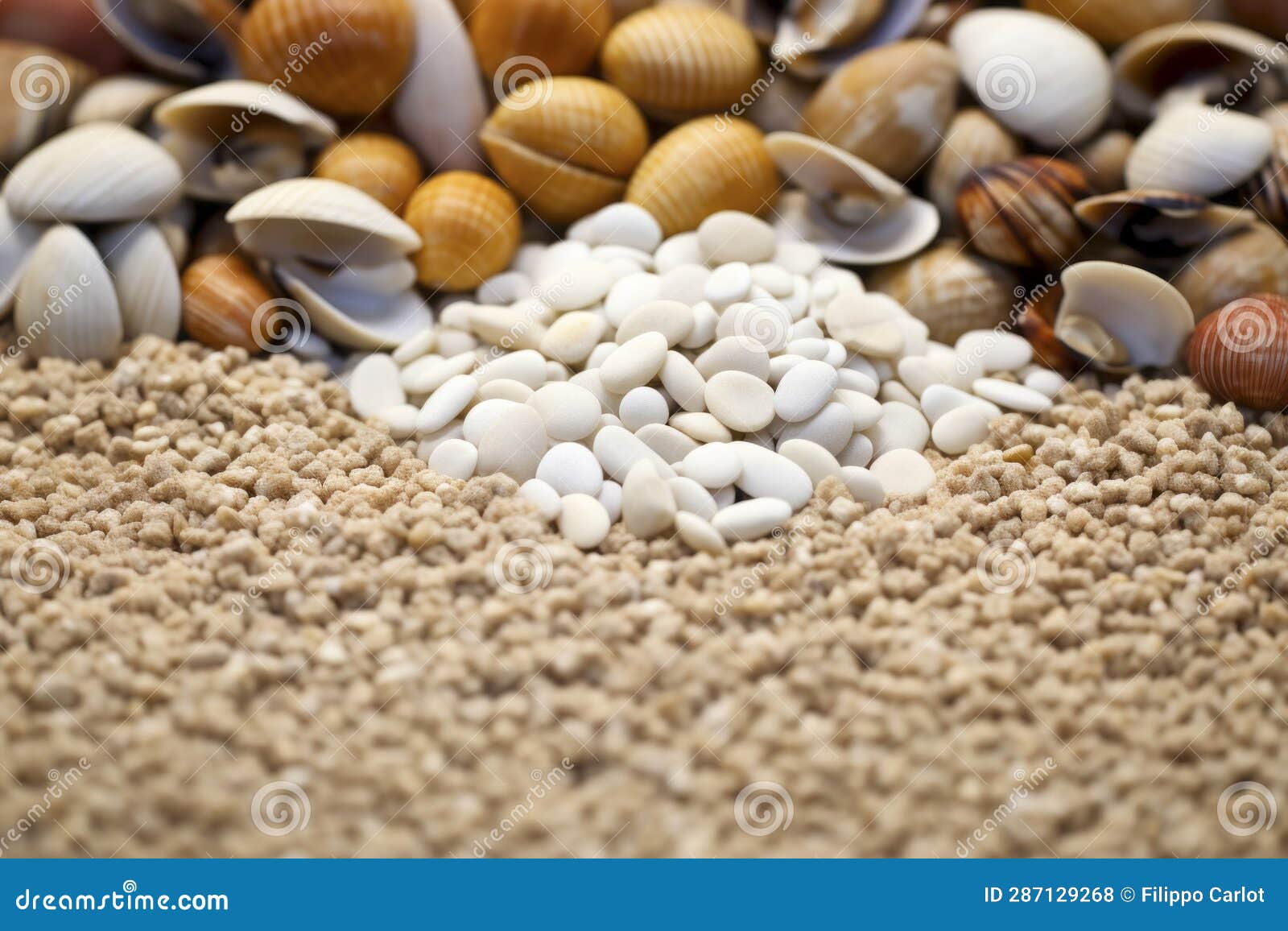 Intricate Shell Surface stock illustration. Illustration of coastal ...