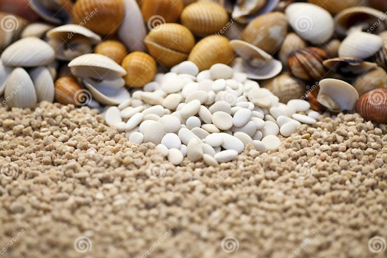 Intricate Shell Surface stock illustration. Illustration of coastal ...