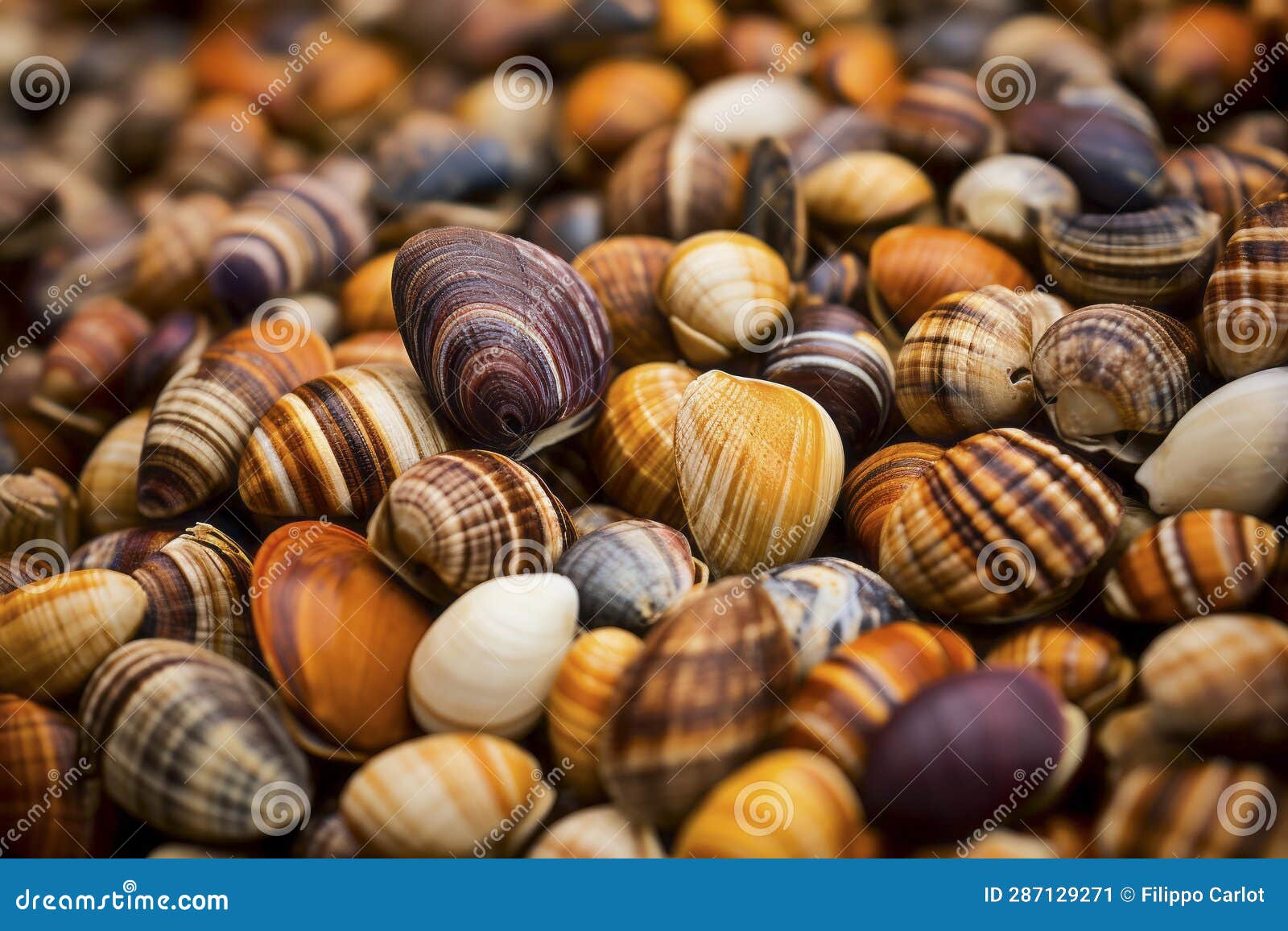 Intricate Shell Surface stock illustration. Illustration of calcium ...