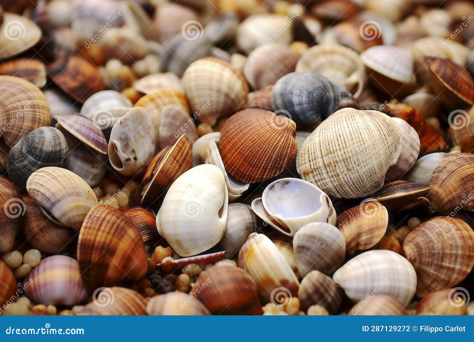 Intricate Shell Surface stock illustration. Illustration of lines ...