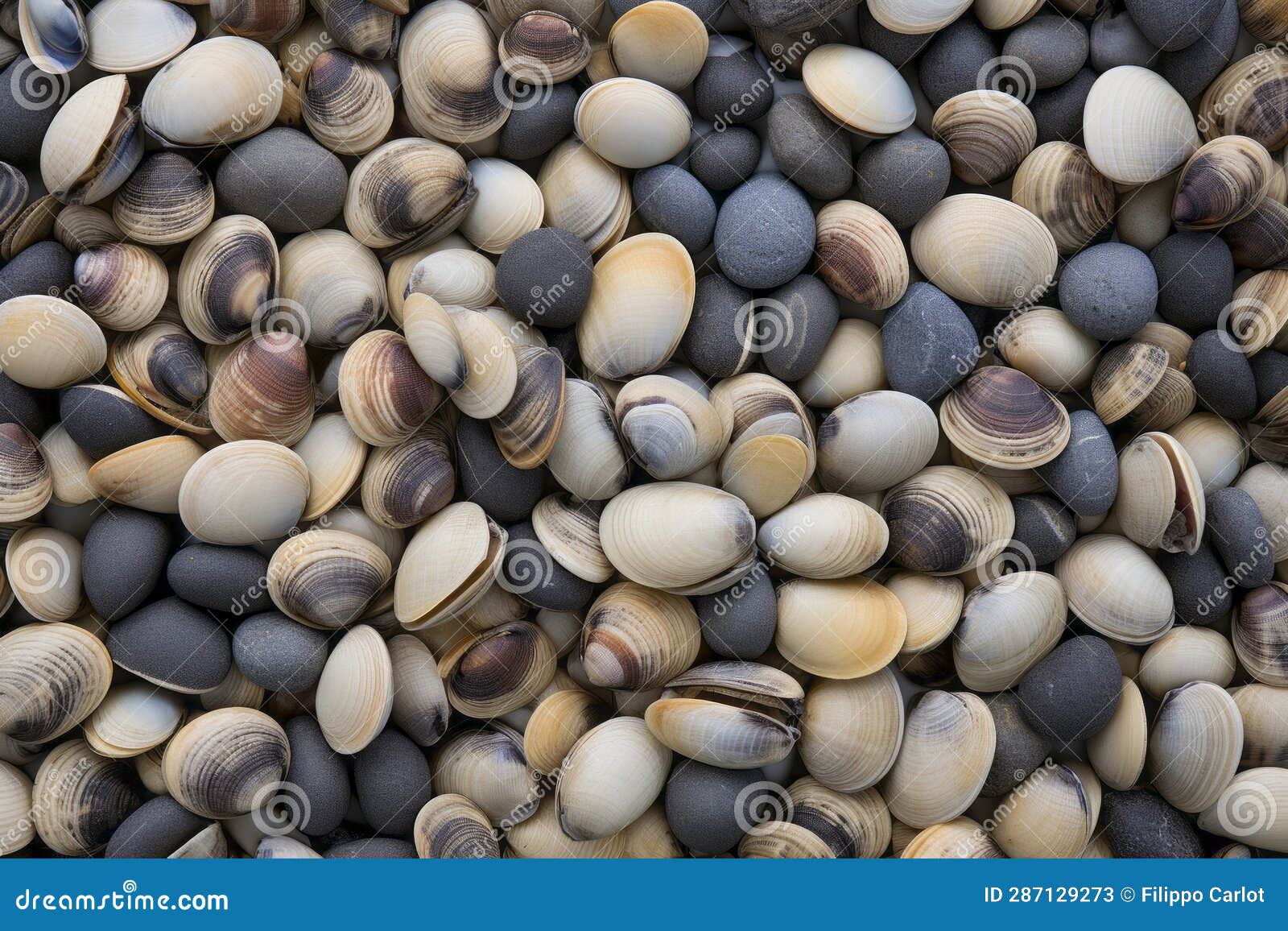 Intricate Shell Surface stock image. Image of shell - 287129273