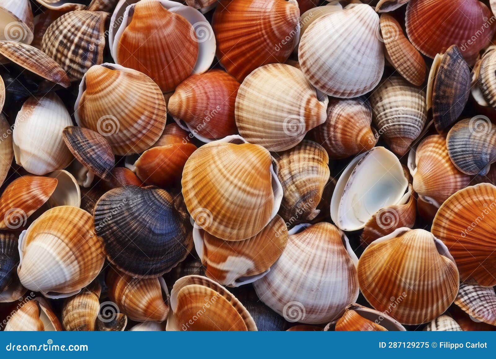 Intricate Shell Surface stock image. Image of coastal - 287129275