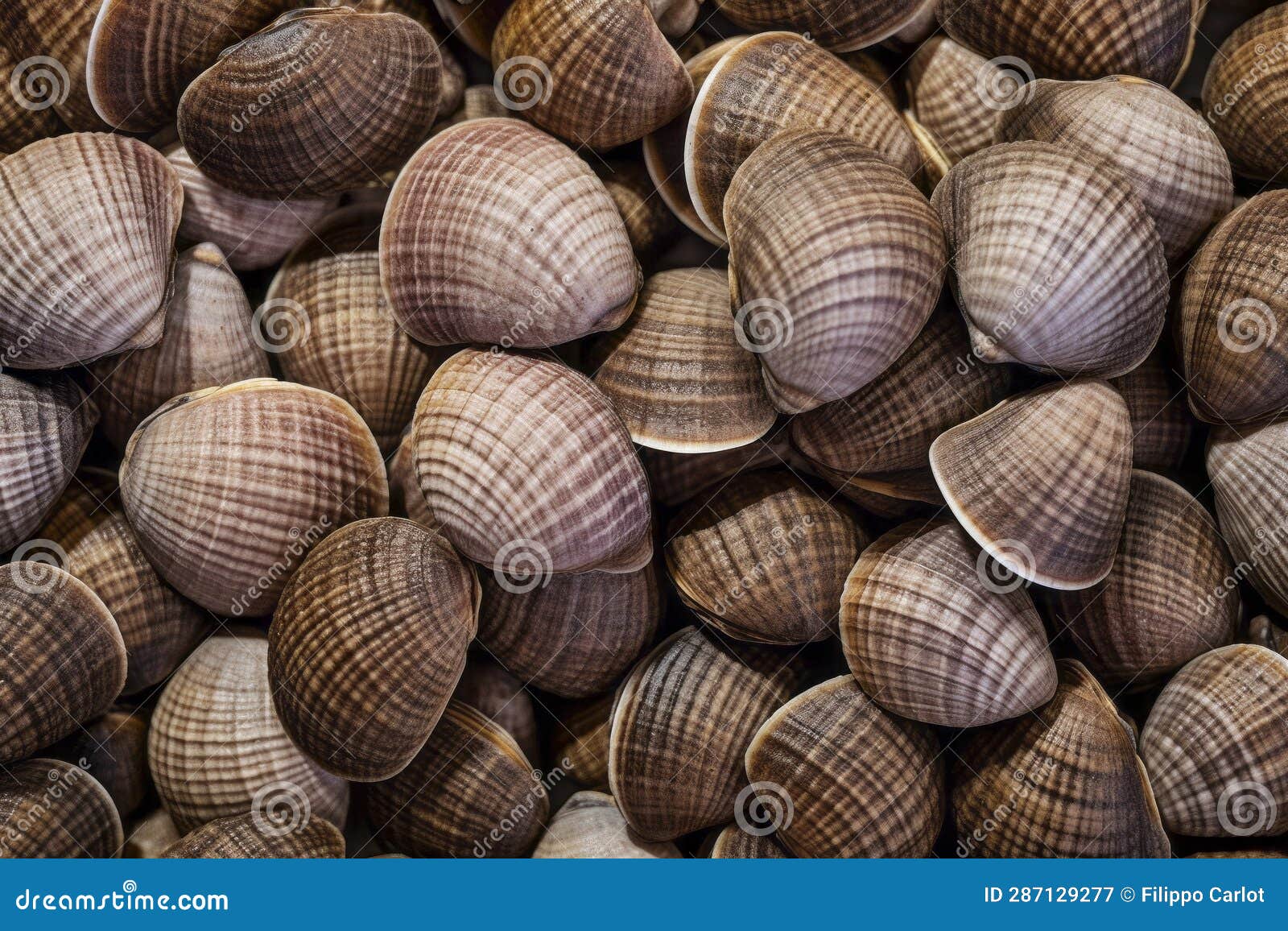 Intricate Shell Surface stock image. Image of spiral - 287129277
