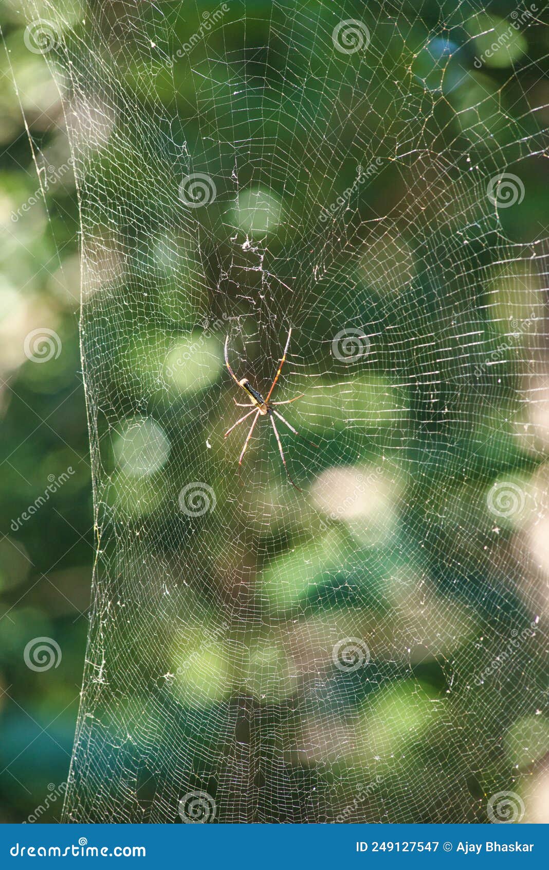 A Spider in Its Intricate Web in a Tropical Jungle Stock Image - Image ...