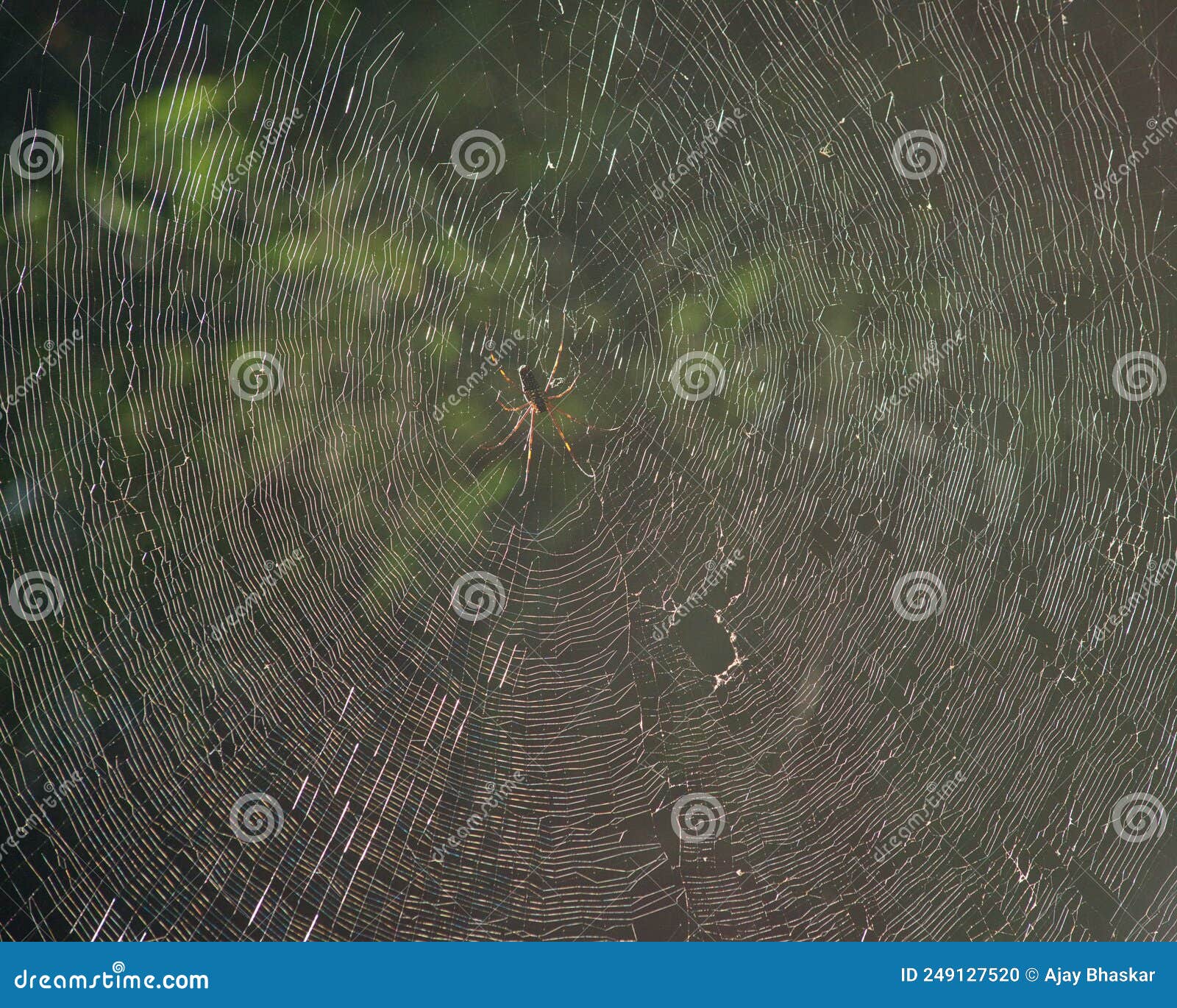 A Spider in Its Intricate Web in a Tropical Jungle Stock Photo - Image ... A Spider in Its Intricate Web in a Tropical Jungle Stock Photo - Image ...