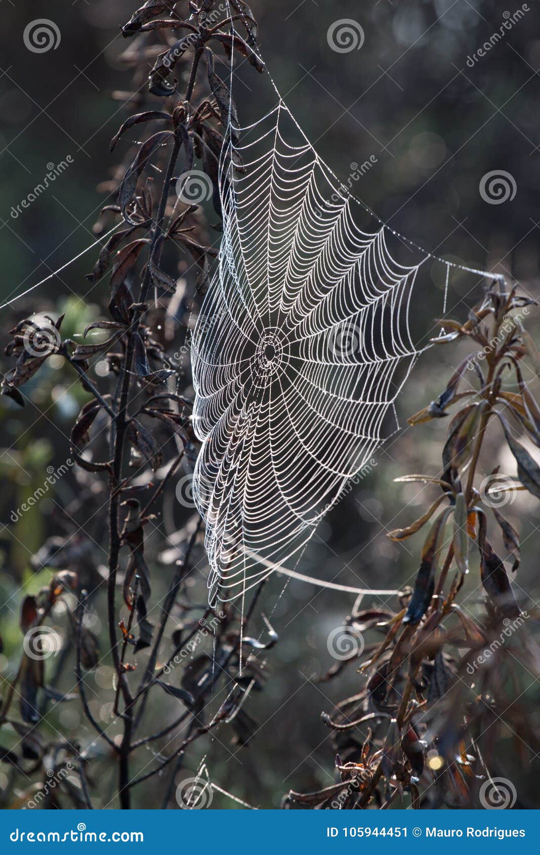 Intricate spider web stock image. Image of danger, nature - 105944451