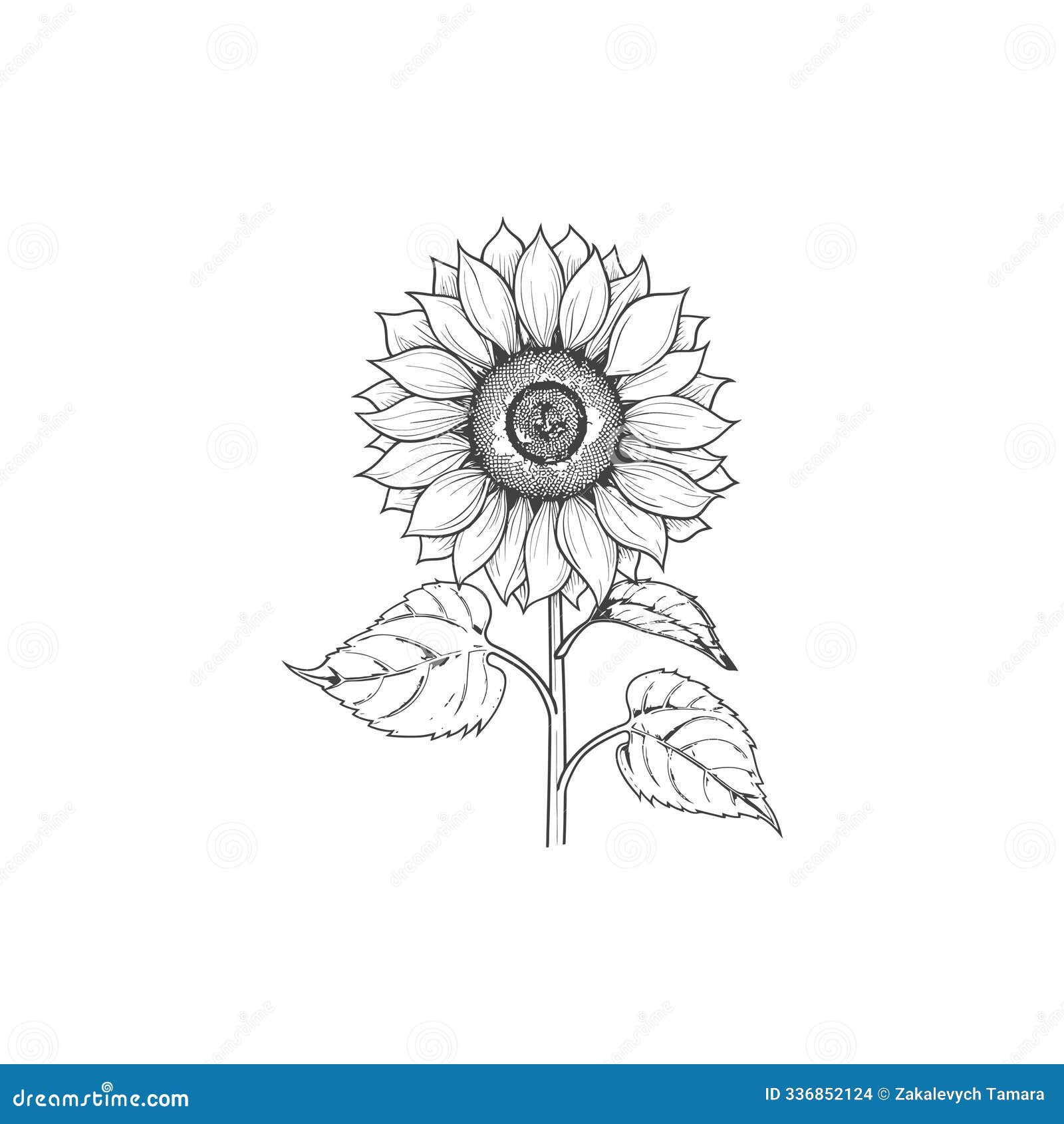 Intricate Sunflower Line Drawing with Leaves. Vector Illustration ...