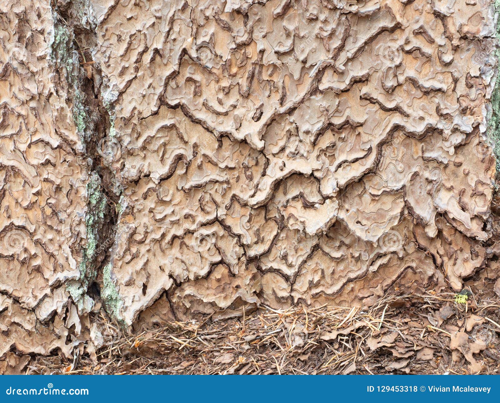 Intricate tree bark stock photo. Image of pattern, puzzle - 129453318