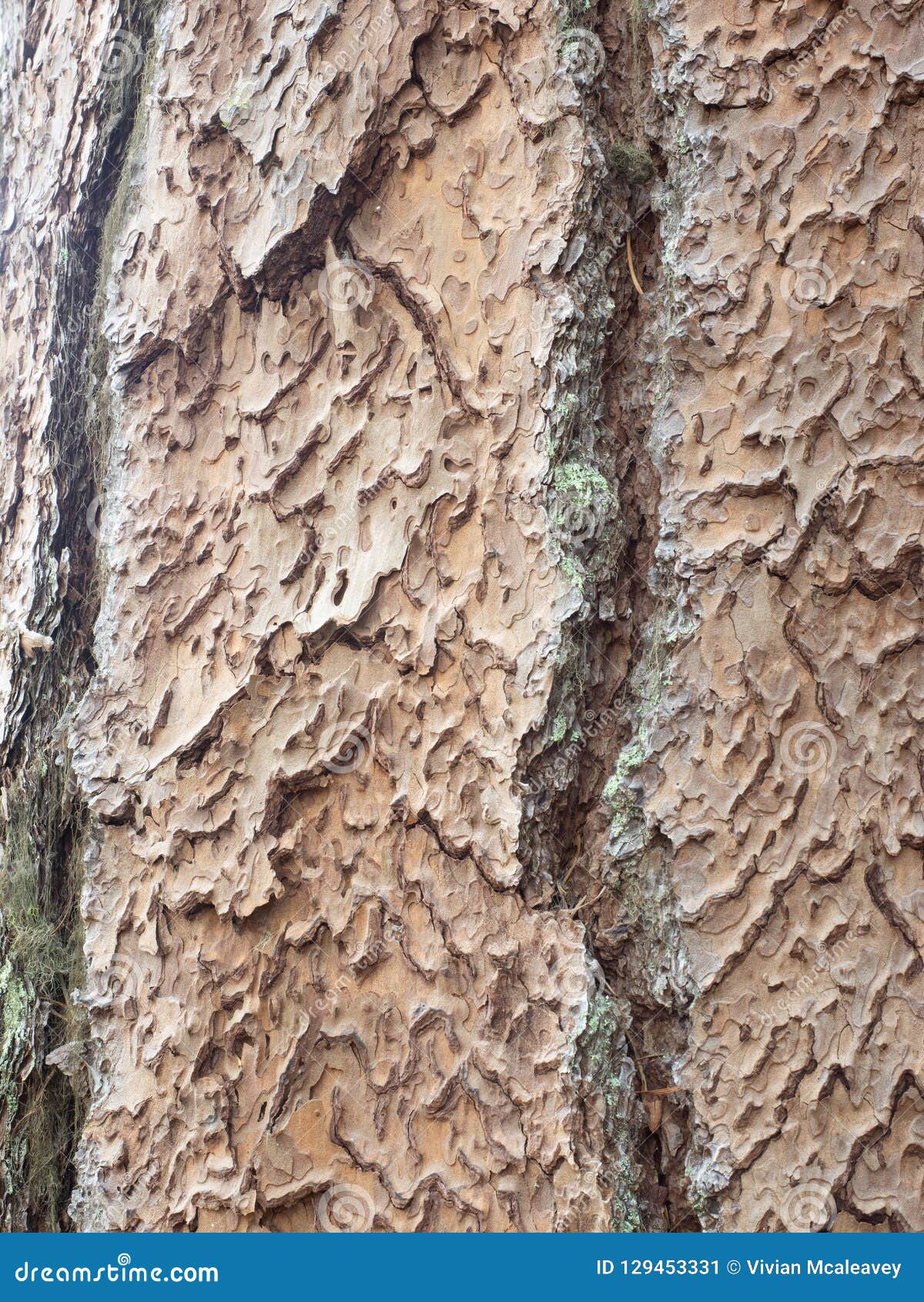 Intricate tree bark stock image. Image of shaped, pattern - 129453331