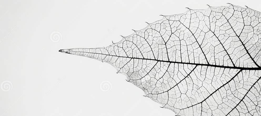Intricate White Leaf Skeleton Texture Background Perfect for Creative ...