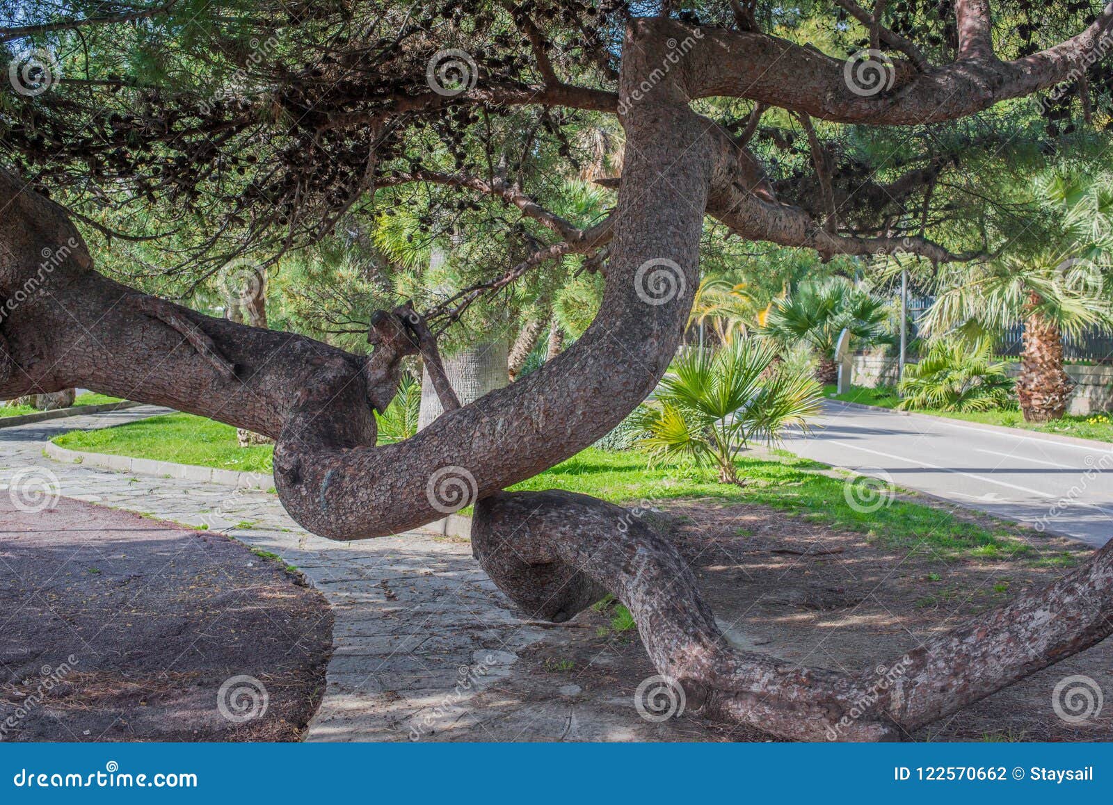 Intricately Curved Trunks of a Coniferous Tree Stock Photo - Image of ...