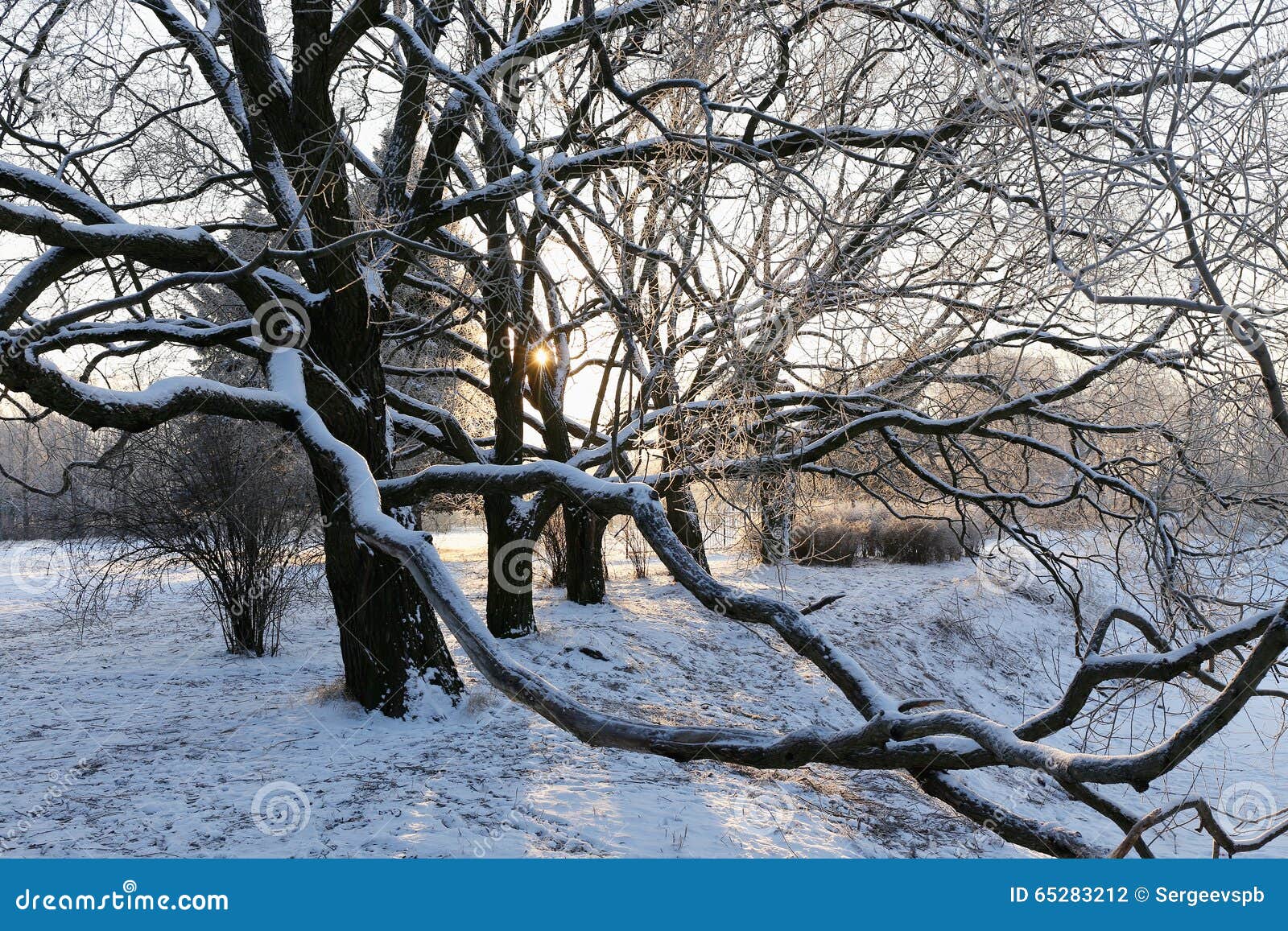 Intricately Interwoven Trees Branches Stock Photo - Image of chill ...
