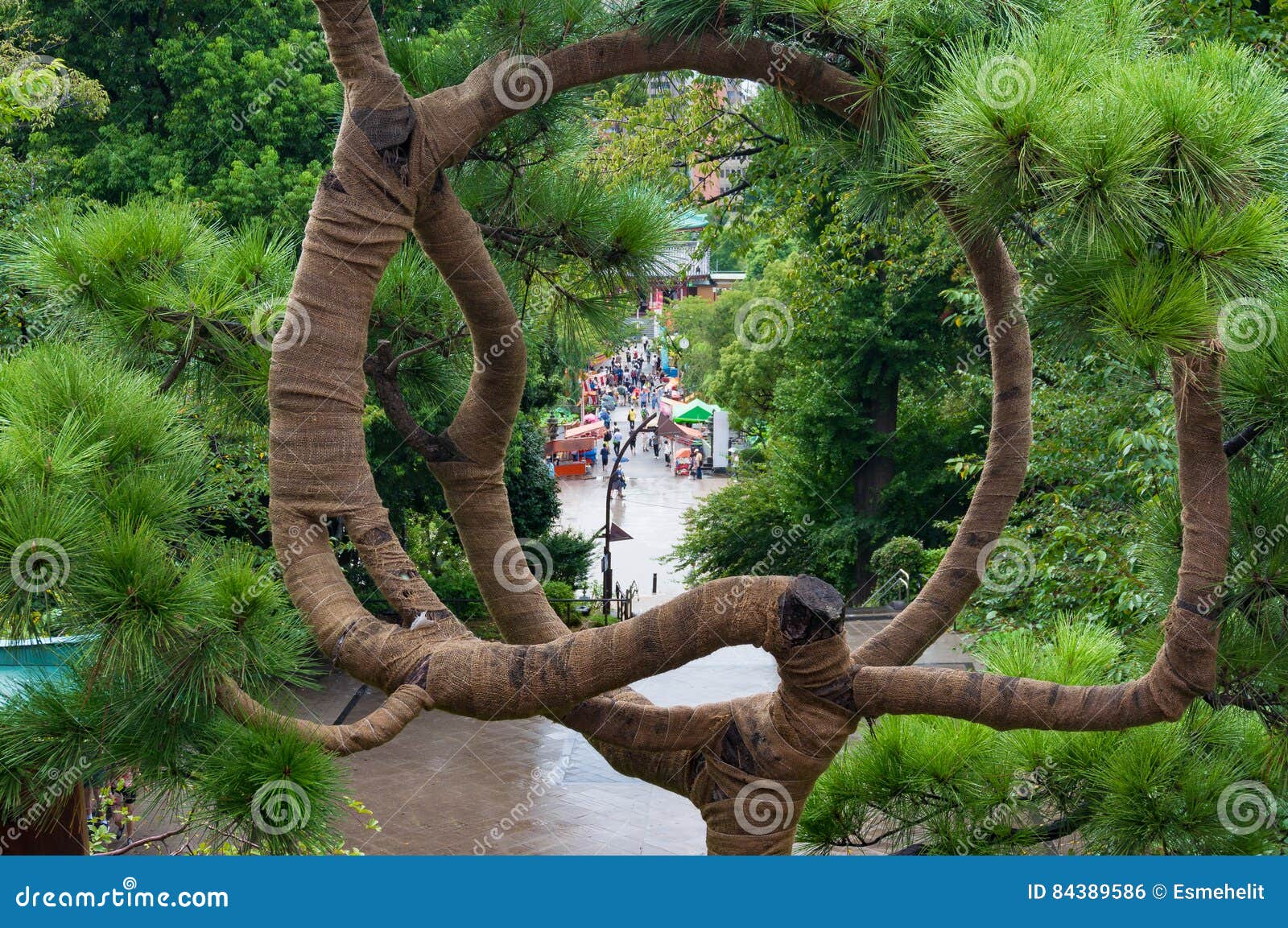 Intricately Shaped Pine Tree Stock Photo - Image of ueno, ikebana: 84389586