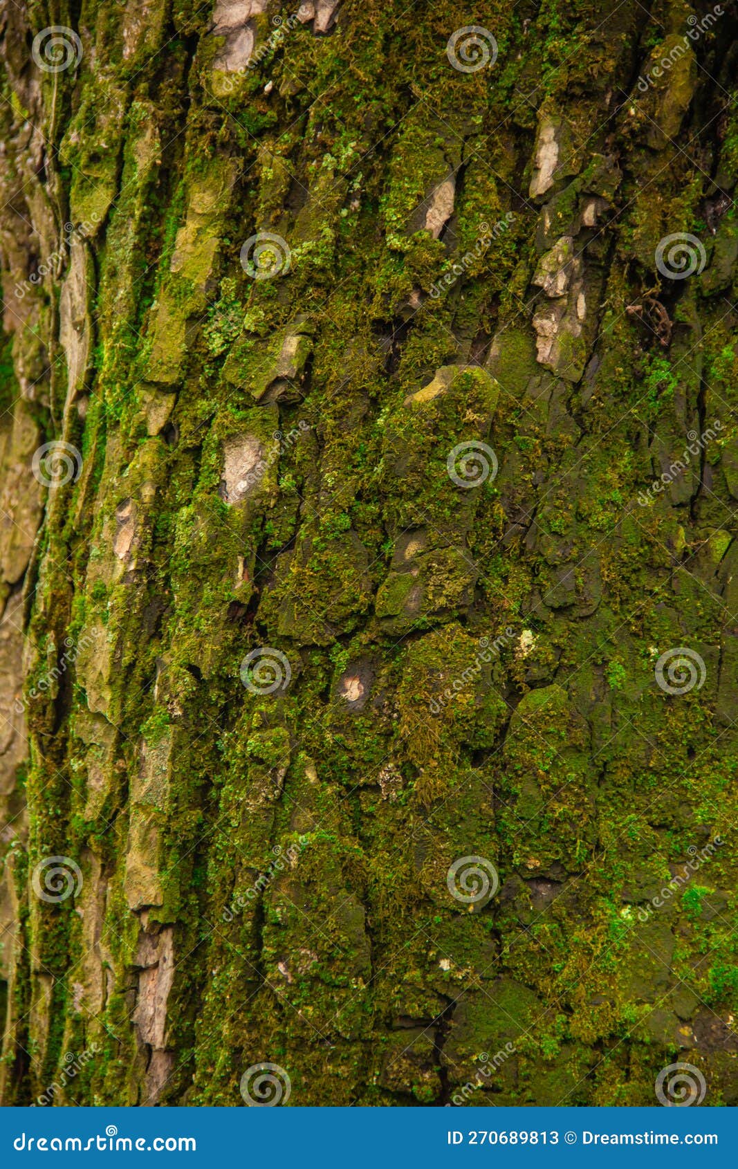 Tree Bark Texture. Patterns of Tree Bark Stock Image - Image of ...