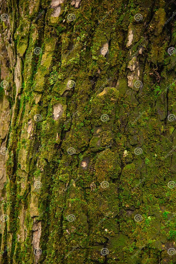Tree Bark Texture. Patterns of Tree Bark Stock Image - Image of ...