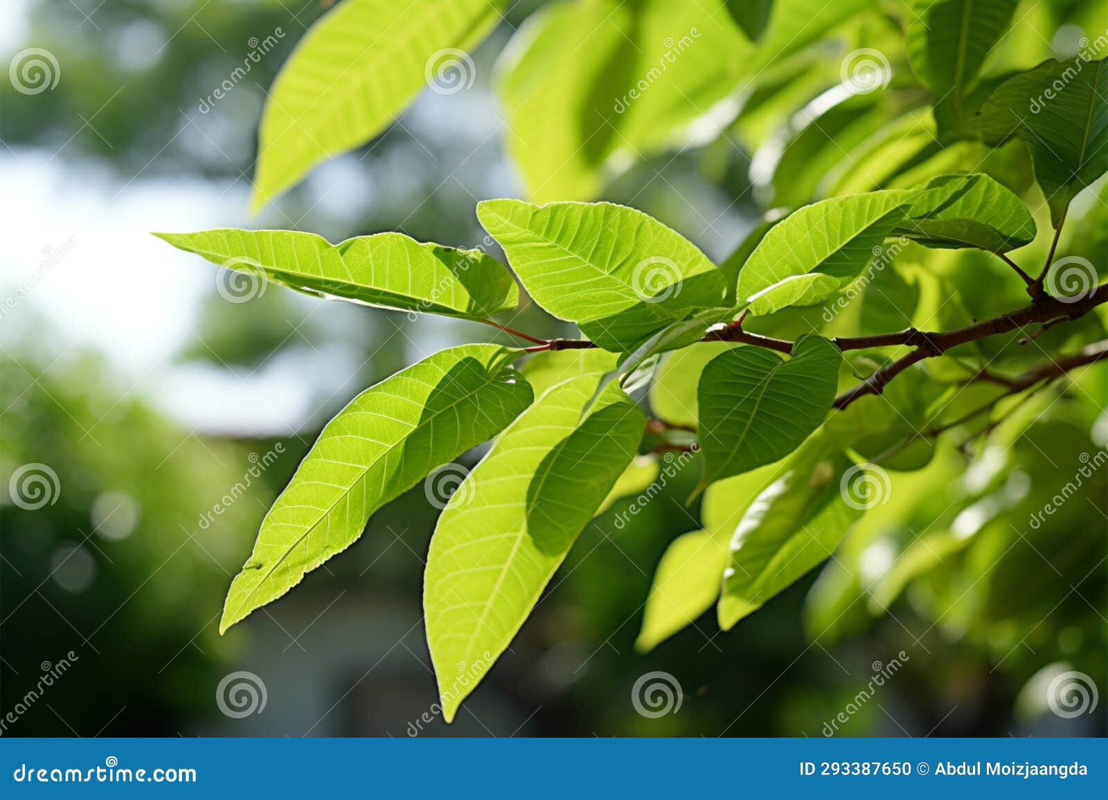 Intriguing Queens Tree Foliage, Soft Focus on Offset Elliptical, Spear ...